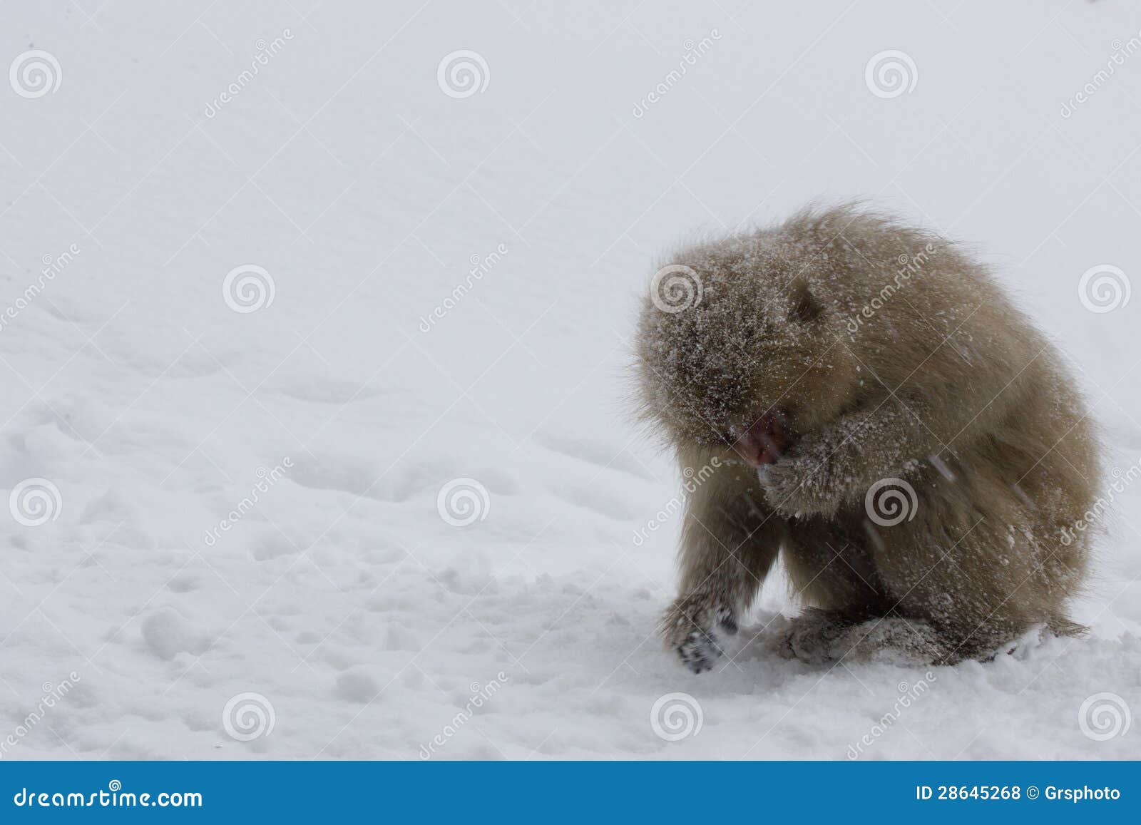 Japanese Snow Monkey Eating in the Snow Stock Photo - Image of winter ...
