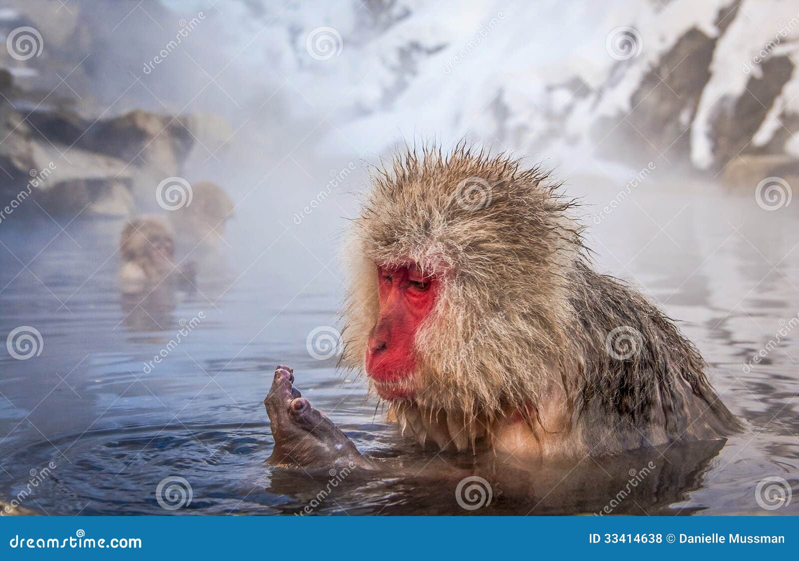 Japanese Snow Monkey At Snow Monkey Park , Jigokudani , Nagano, Japan ...