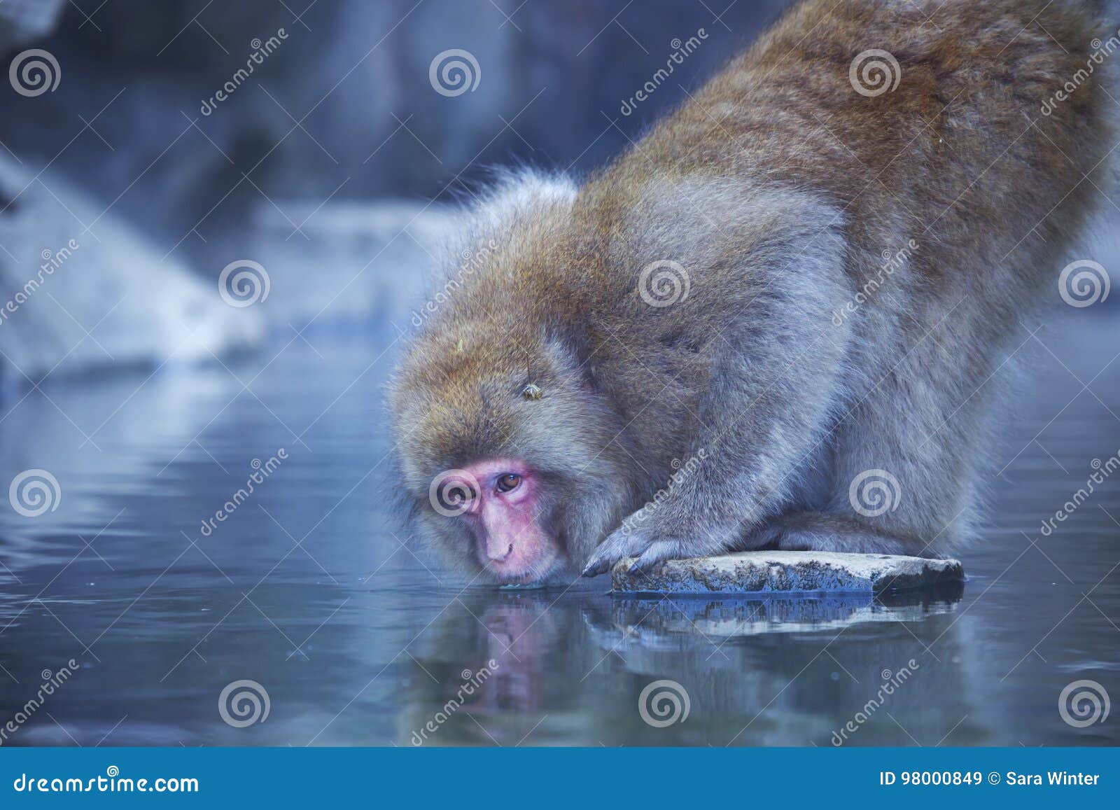 Japanese Snow Monkey at Hot Spring in Jigokudani Park Stock Image ...