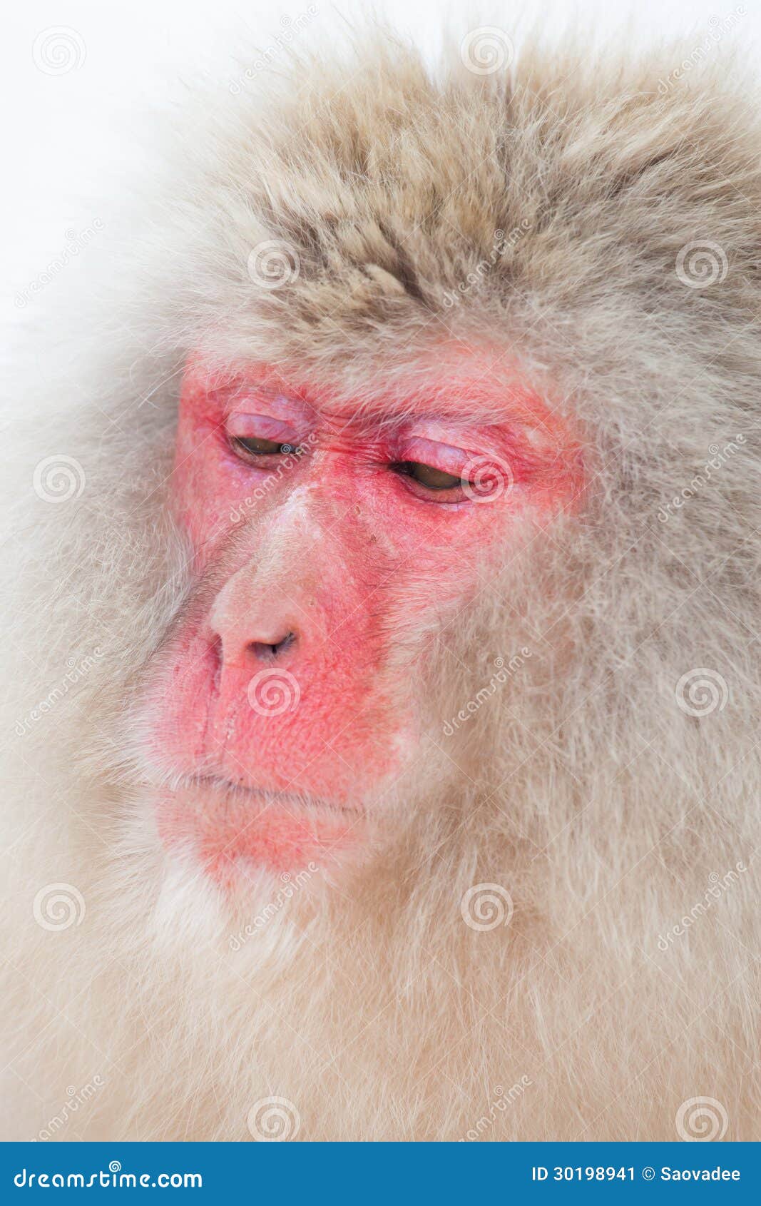 Japanese snow monkey stock image. Image of spring, japanese - 30198941