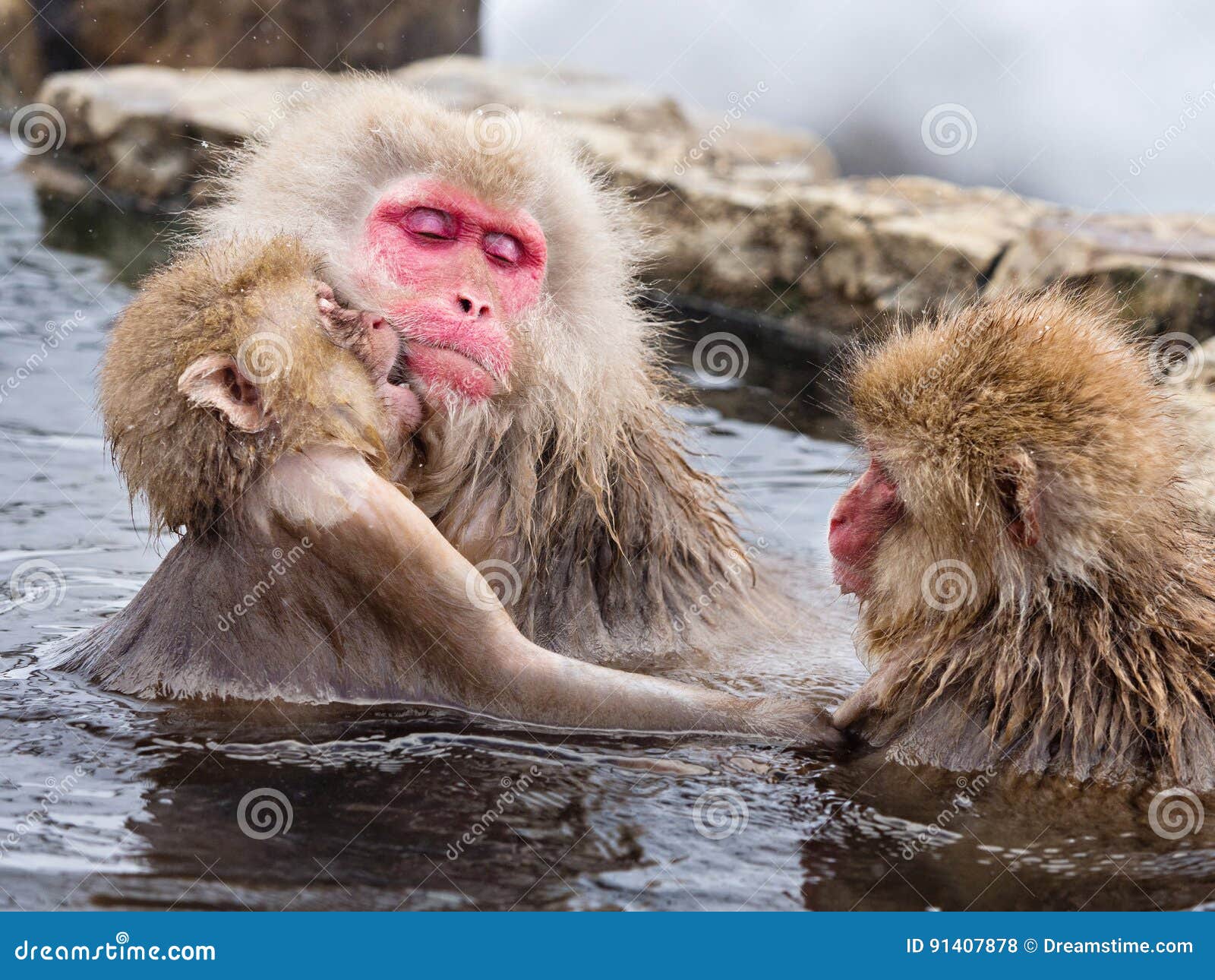 Snow Monkeys. Hakodate Is Famed For Its Monkeys A Rare Sight With Their ...