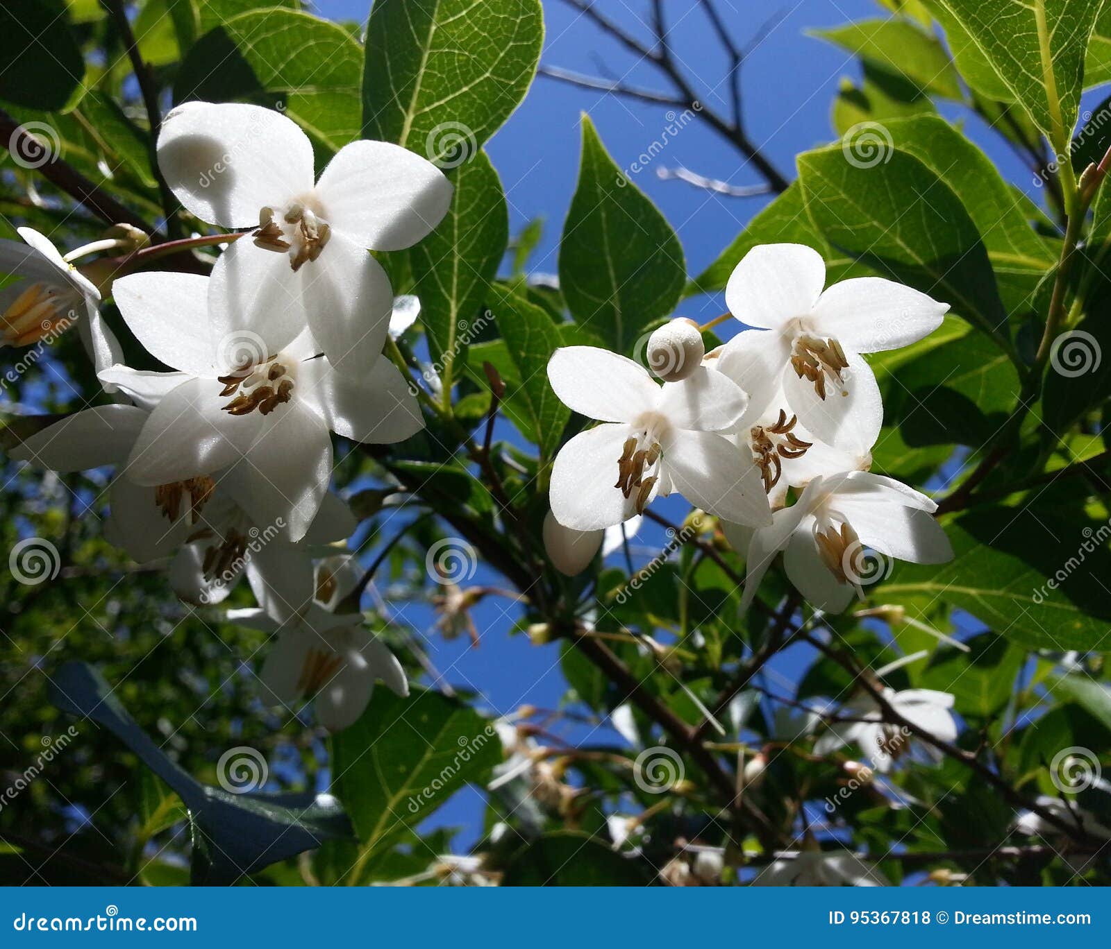 Japanese Snowbell Tree stock photo. Image of gorgeous - 95367818
