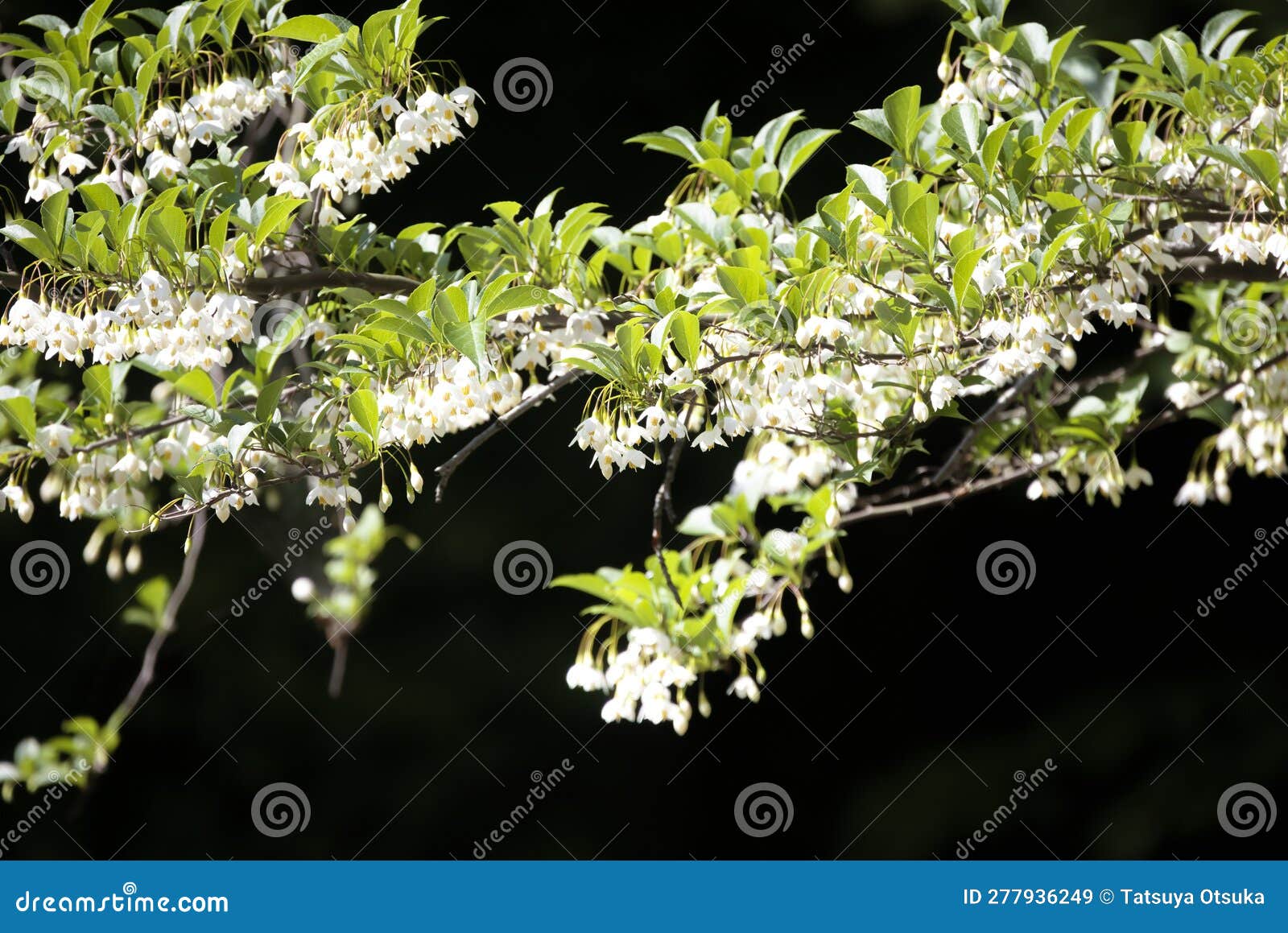 Japanese Snowbell Trees in Full Blooms Stock Image - Image of snowbell ...