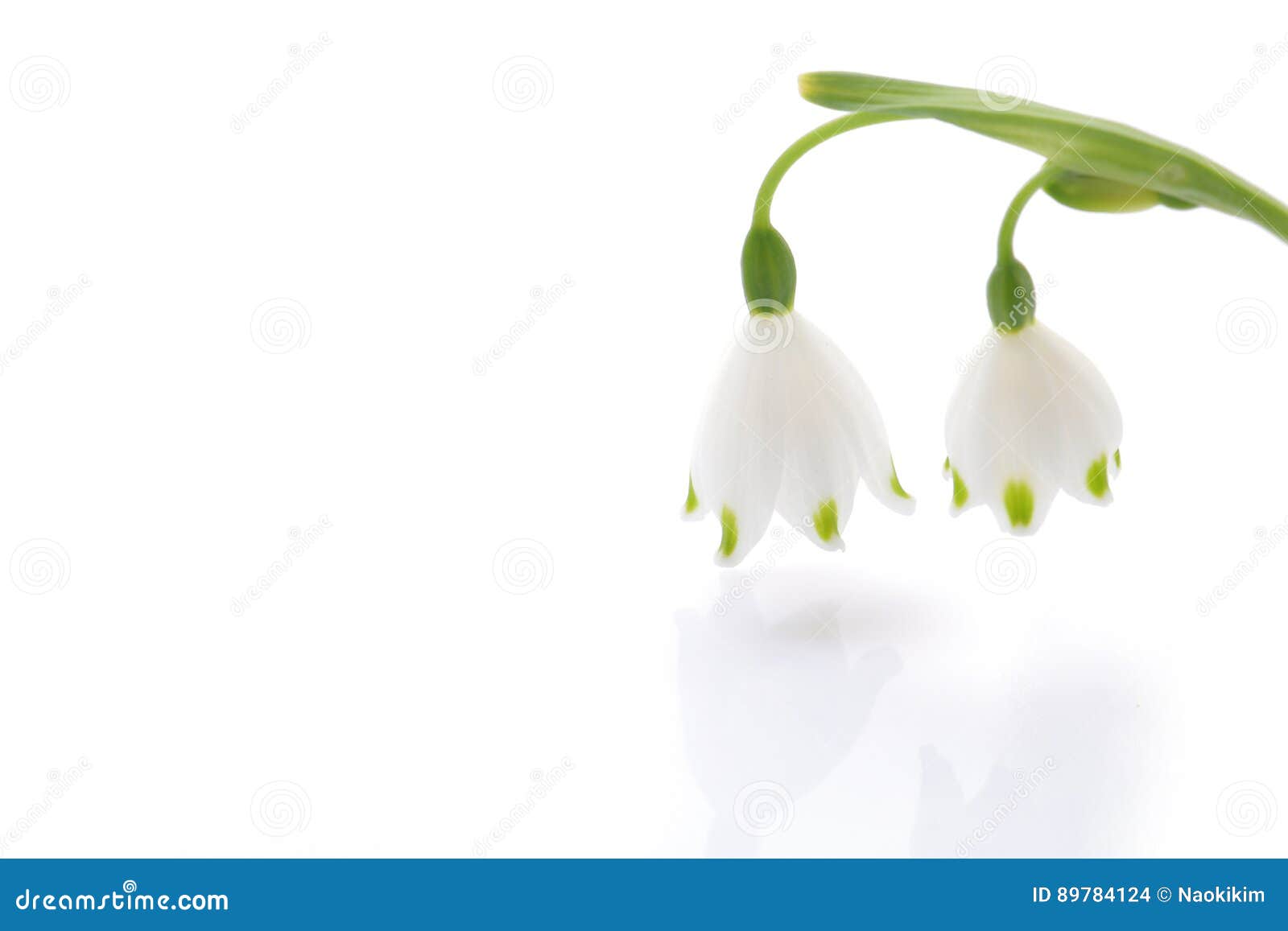 Japanese Snowflake Flower on White Stock Photo - Image of closeup ...
