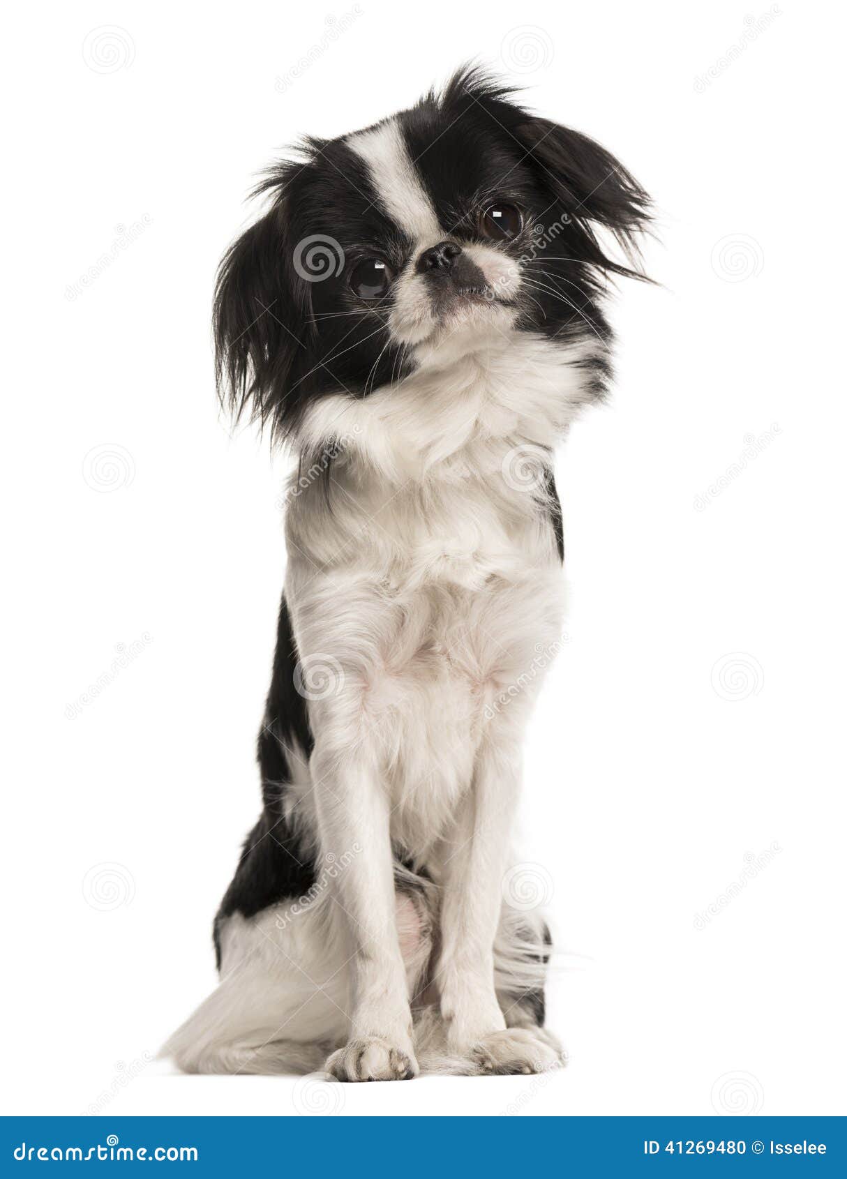 Japanese Spaniel stock photo. Image of chin, studio, camera - 41269480