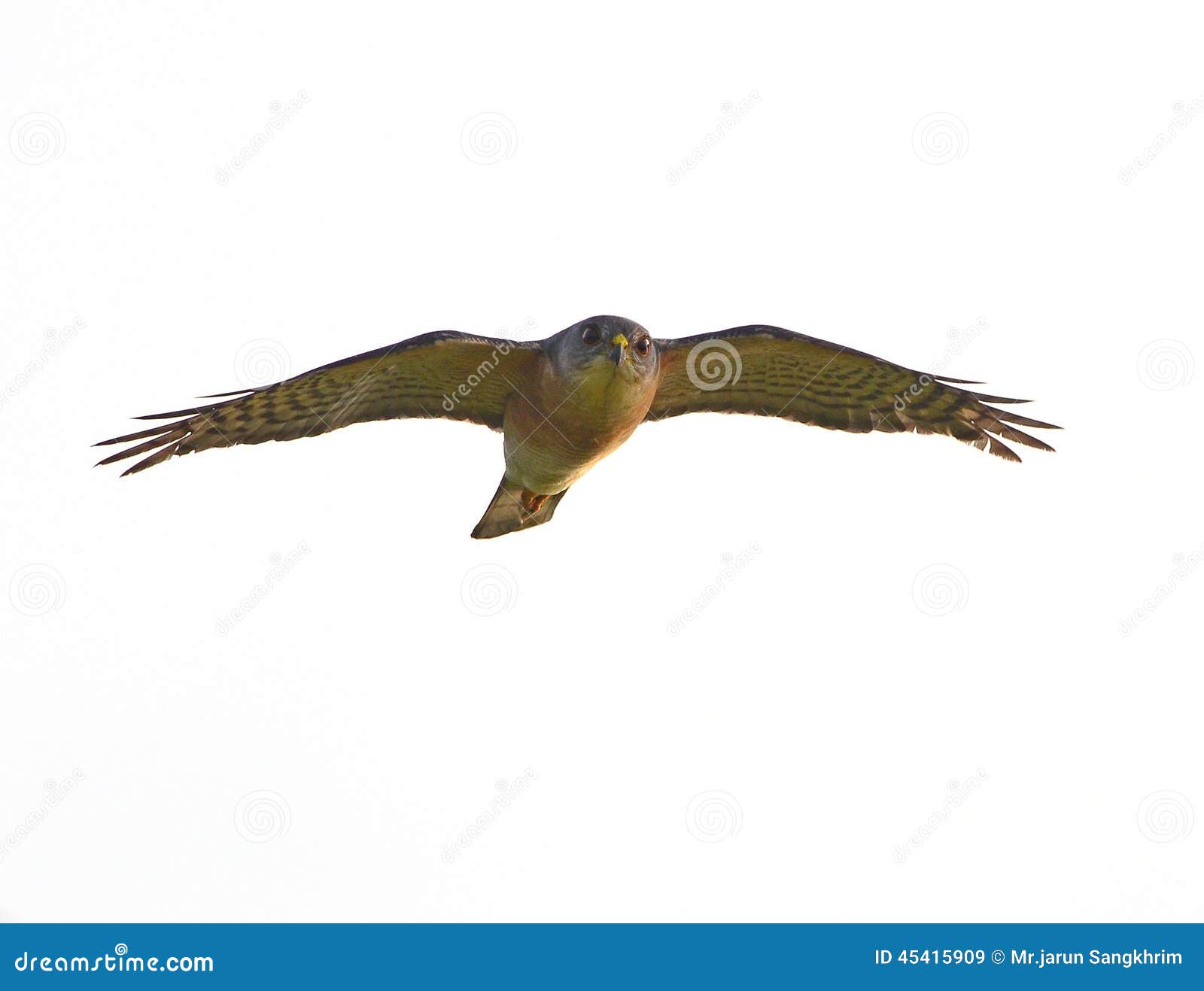 Japanese sparrowhawk stock image. Image of wildlife, plumage - 45415909