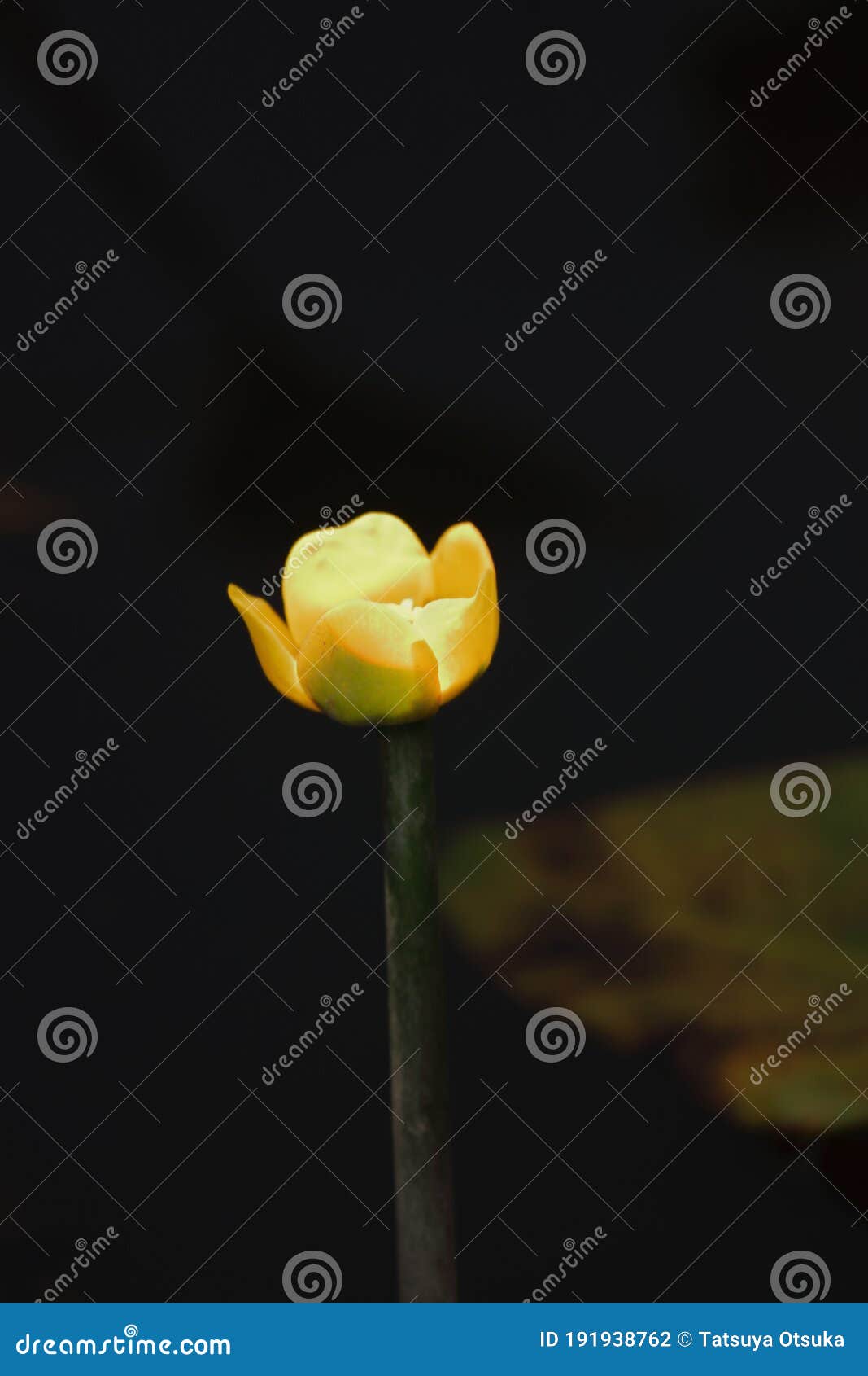 Japanese Spatterdock in the Pond Stock Photo - Image of outdoors ...