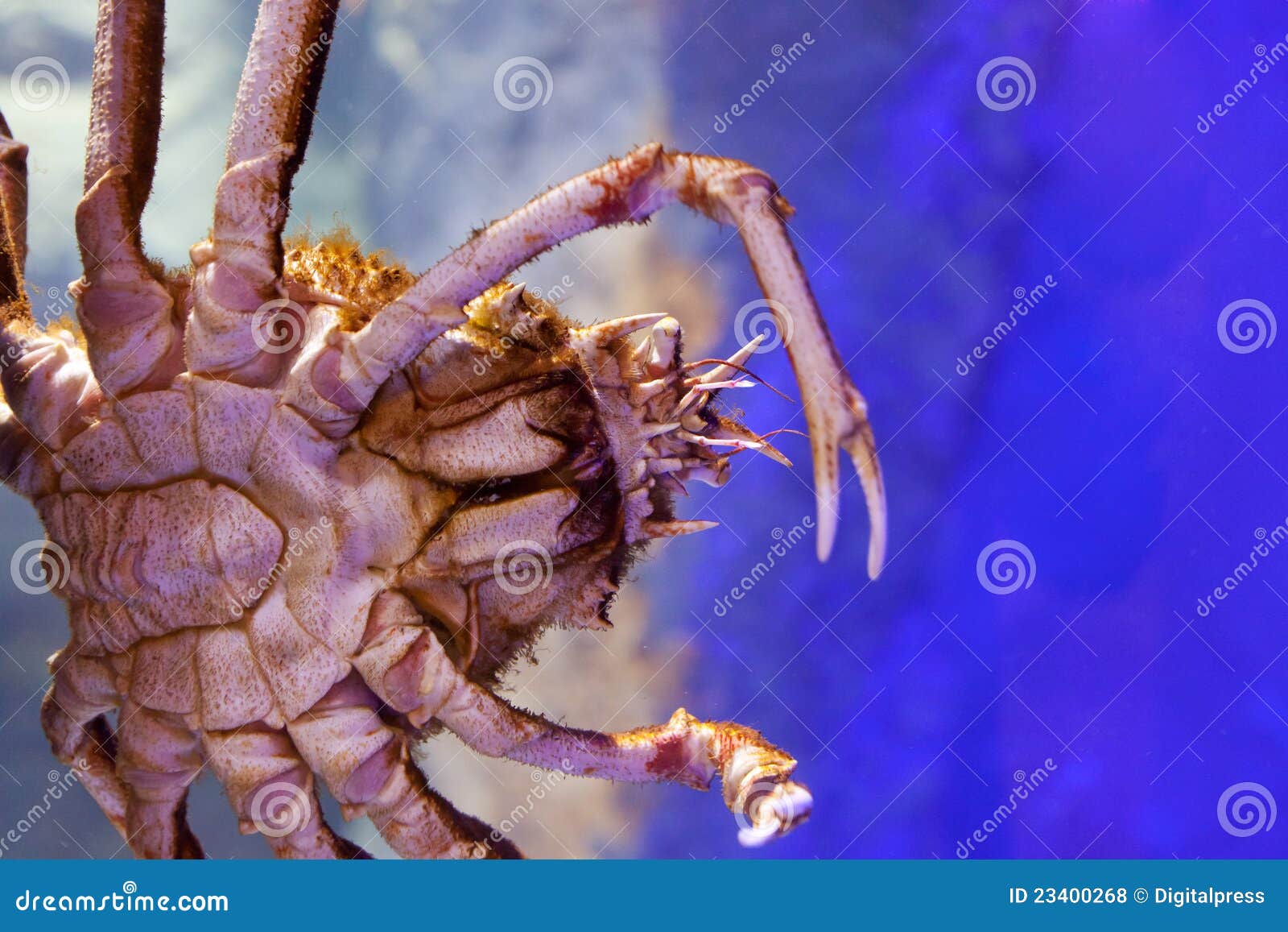 Japanese Spider Crab Eating
