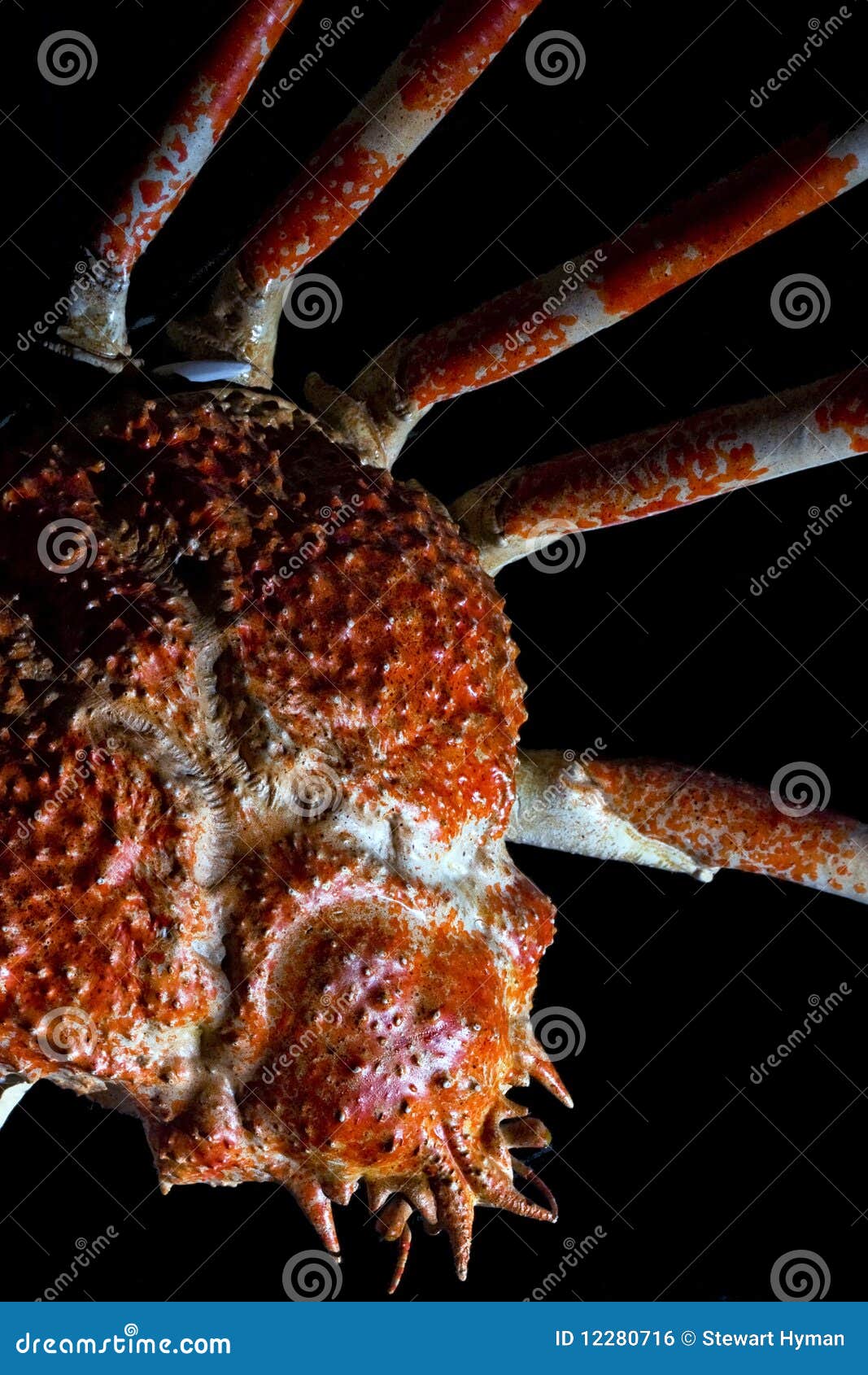 Japanese Spider Crab, Isolated On Black Stock Photo | CartoonDealer.com ...