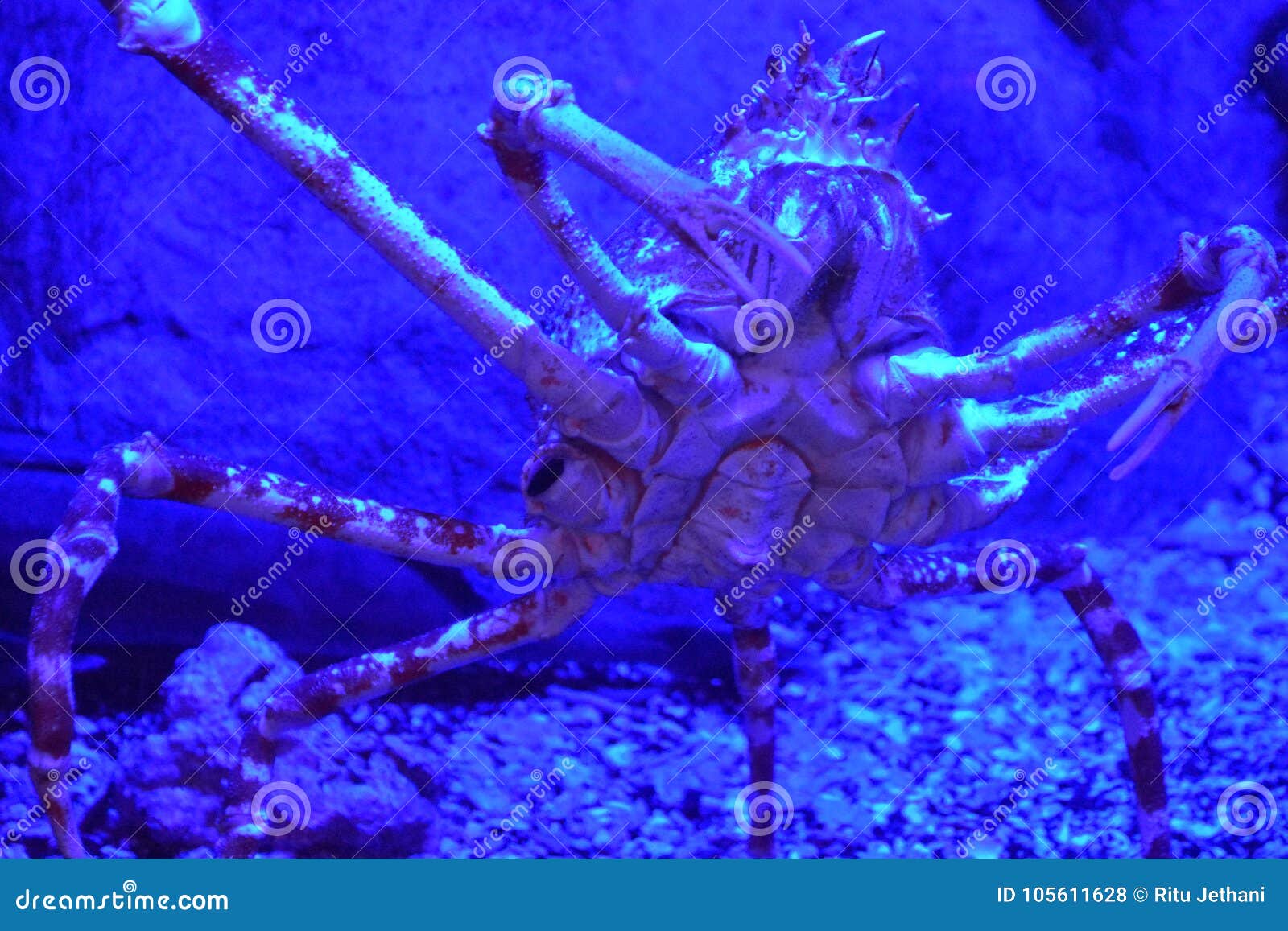 Japanese Spider Crab stock photo. Image of sushi, marine - 105611628