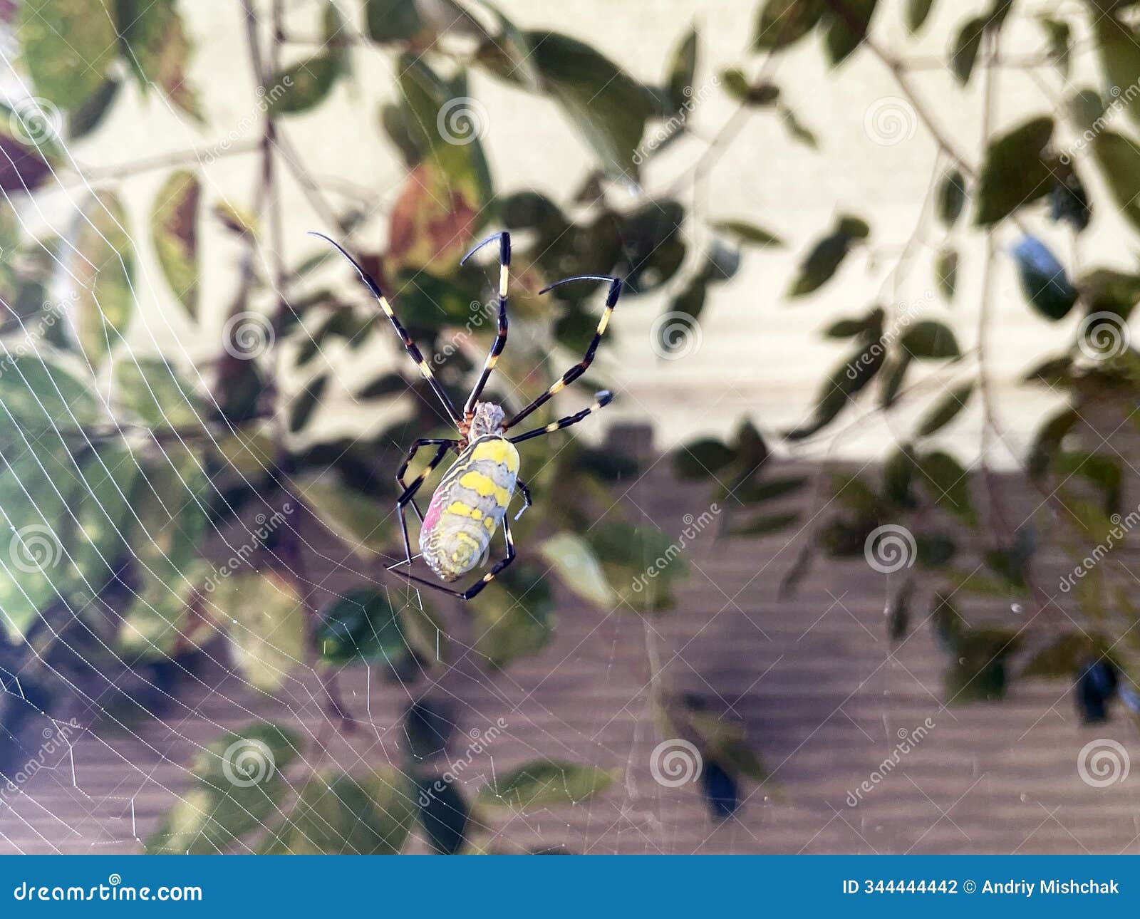 Japanese Spider Crab Isolated On Black Royalty-Free Stock Image ...