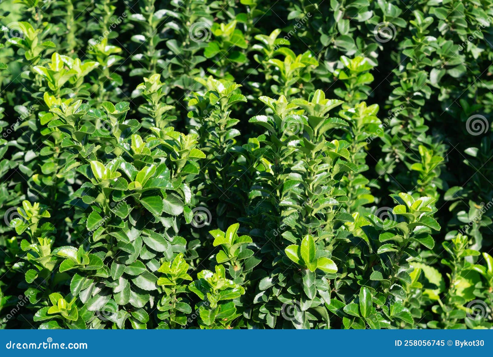 Japanese Spindle in the Garden, Close-up. Green Natural Background ...