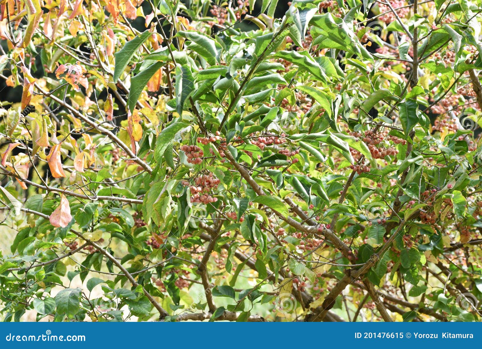 Japanese Spindle Tree Berries Stock Image - Image of plant, ornamental ...