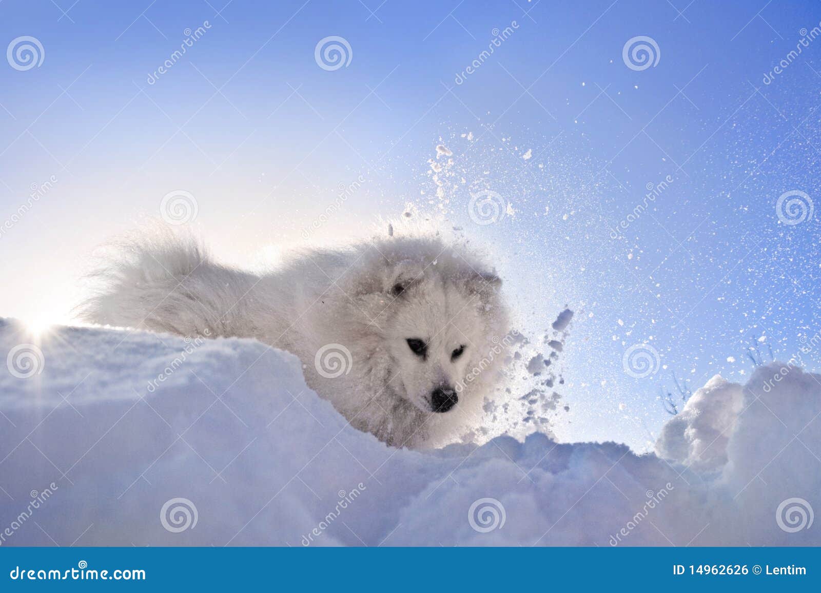 Japanese Spitz Puppy Plays With A Rubber Colored Toy. Human Hand In The ...