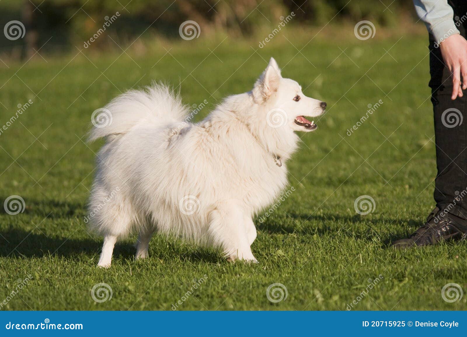 Japanese Spitz Puppy Plays With A Rubber Colored Toy. Human Hand In The ...