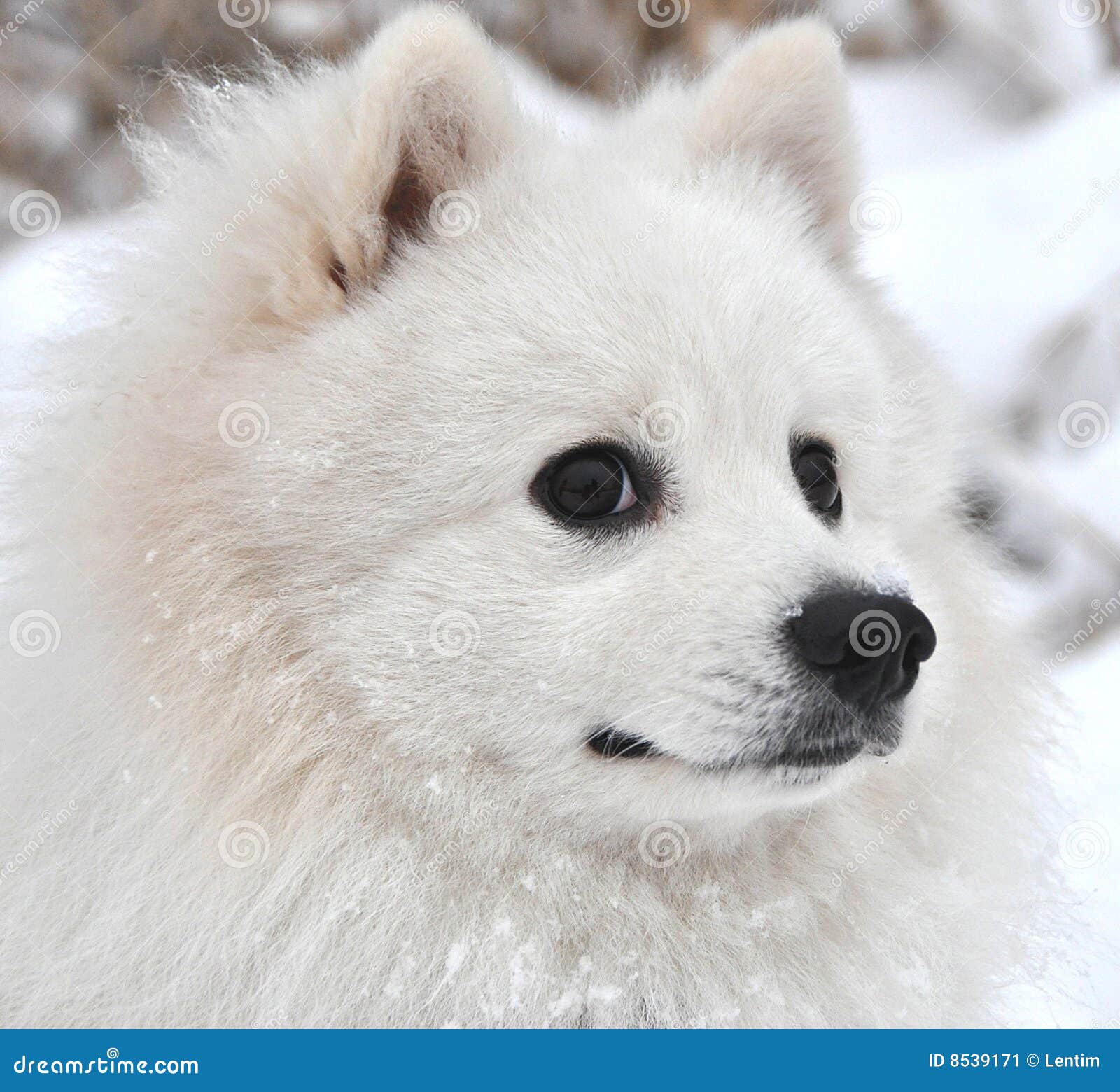Japanese Spitz Puppy Plays With A Rubber Colored Toy. Human Hand In The ...