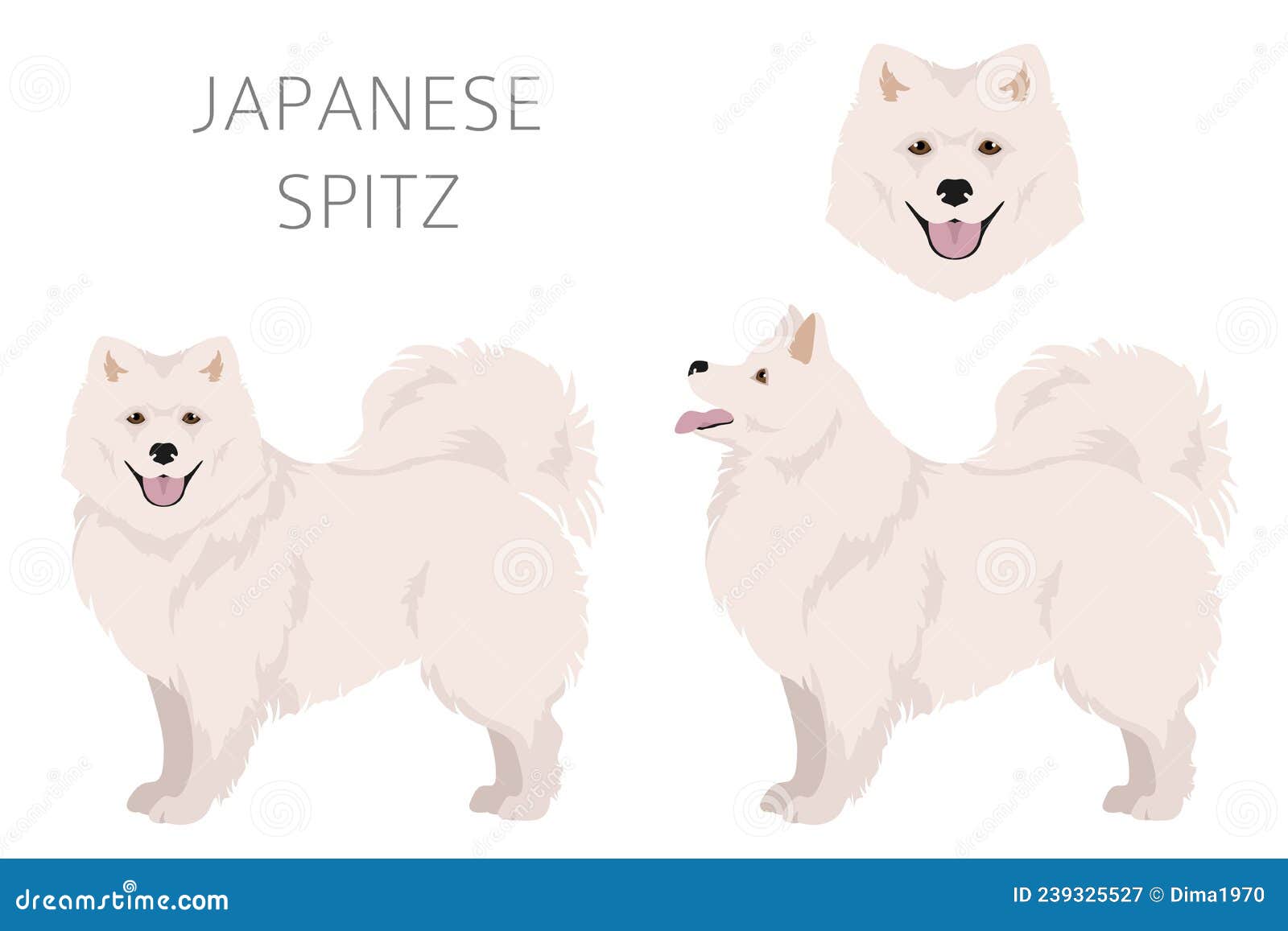 Japanese Spitz Clipart. Different Poses, Coat Colors Set Stock Vector ...