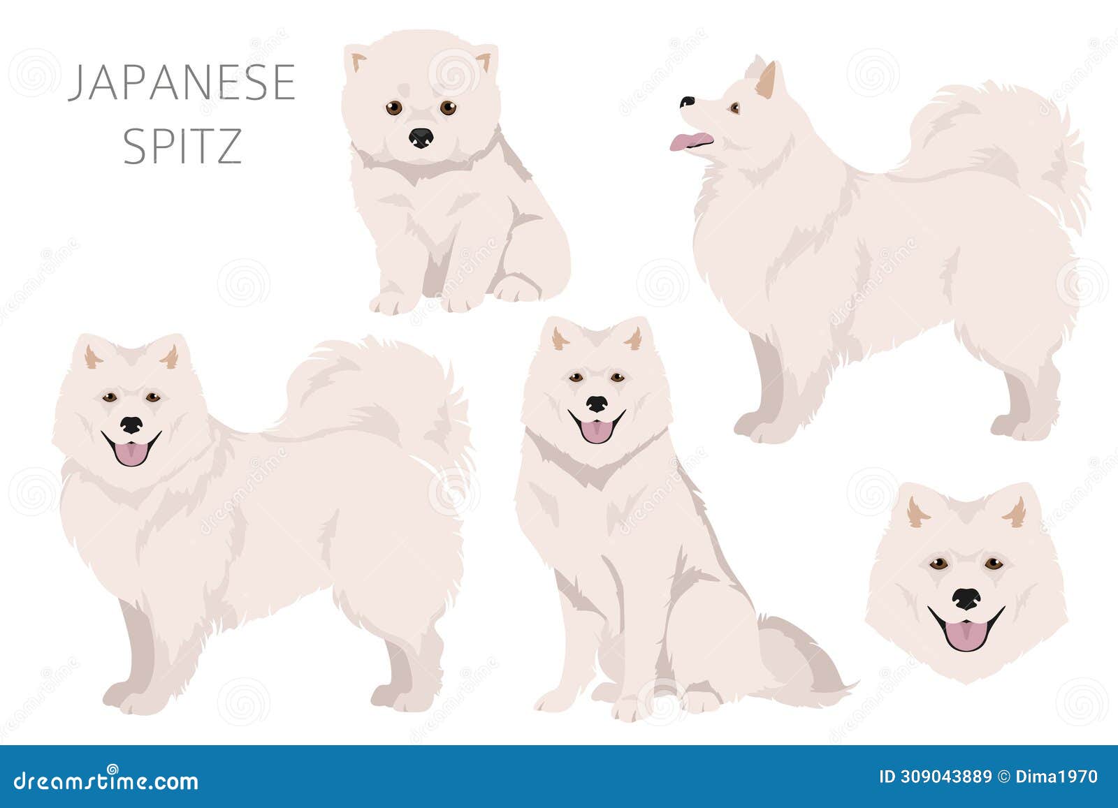 Japanese Spitz Clipart. Different Poses, Coat Colors Set Stock Vector ...