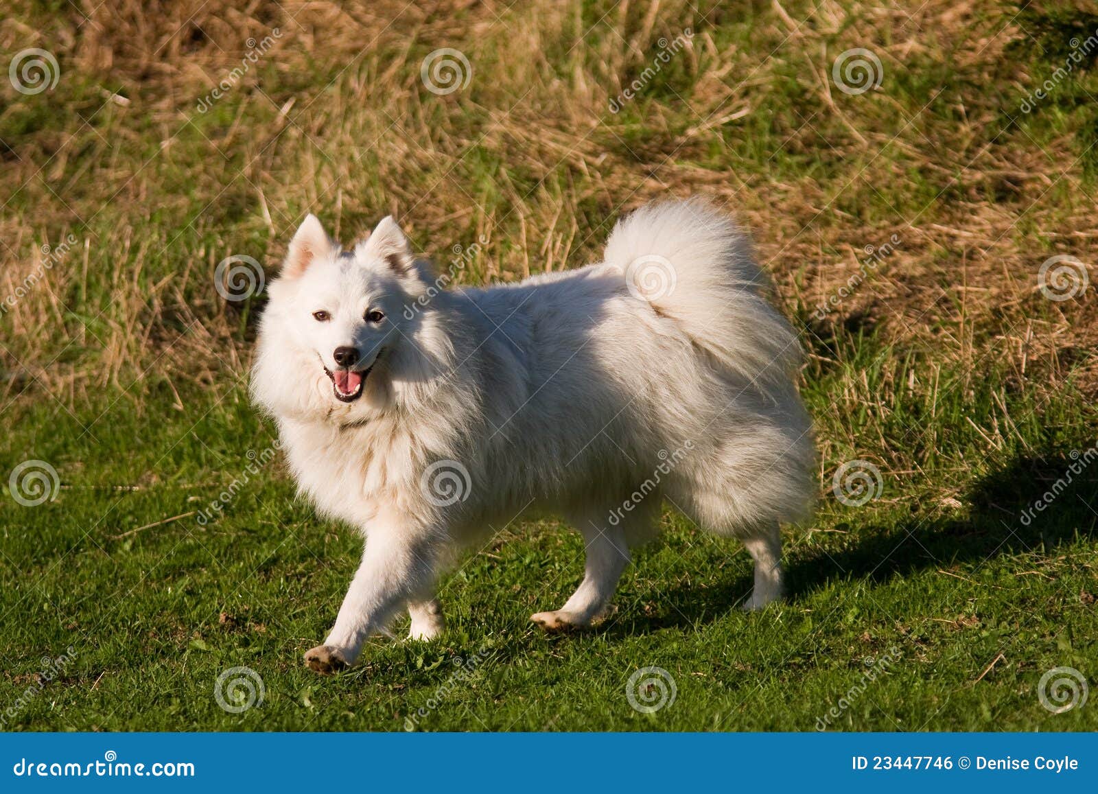 Japanese Spitz Puppy Plays With A Rubber Colored Toy. Human Hand In The ...