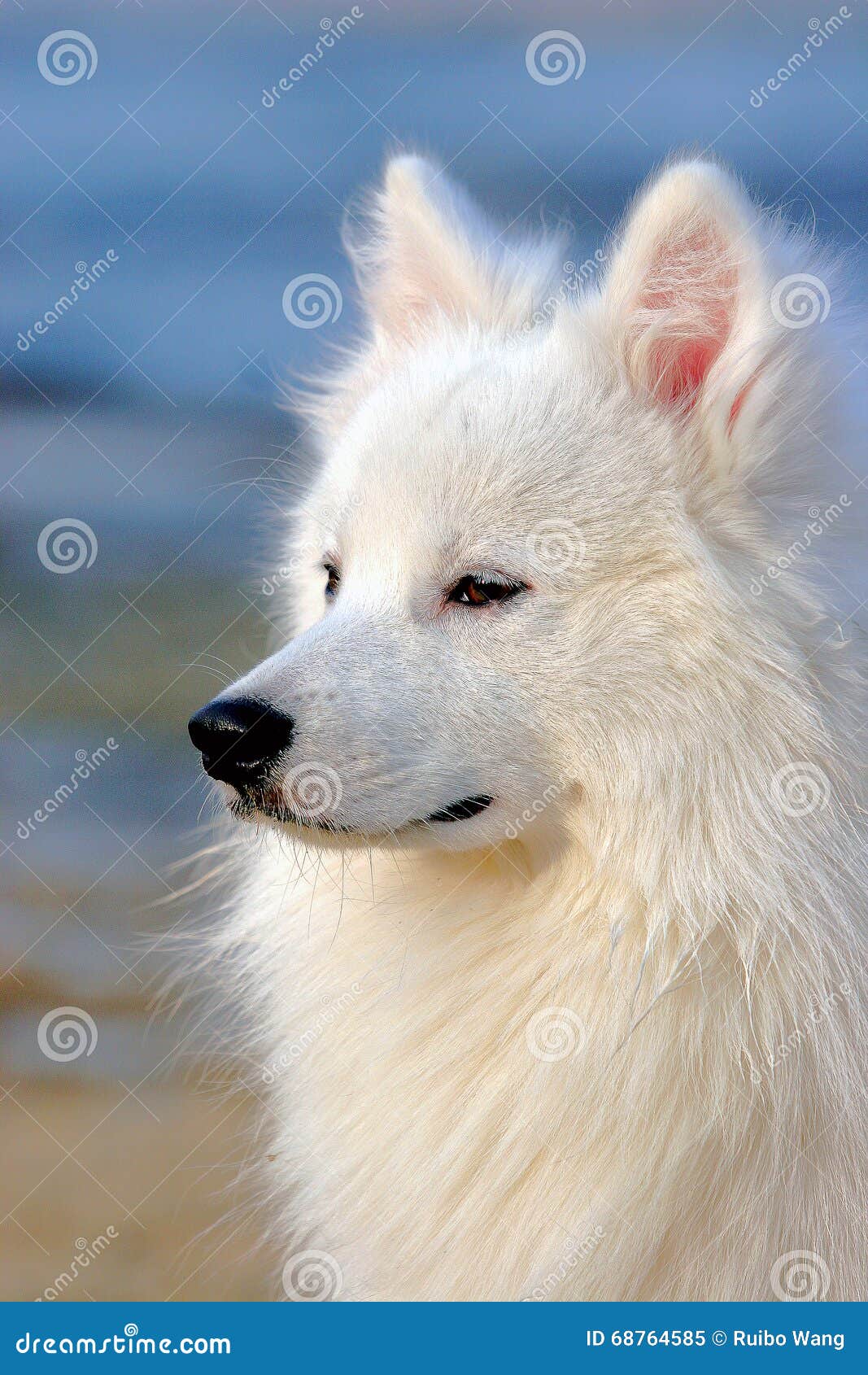 Japanese Spitz dog stock image. Image of attractive, lovely - 68764585
