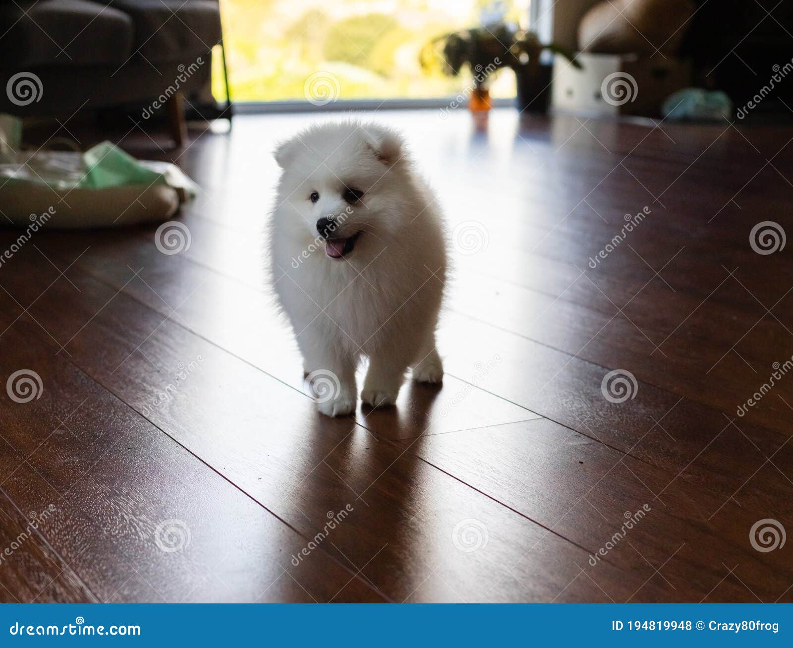 Japanese Spitz Puppy at Home Stock Photo - Image of akita, male: 194819948