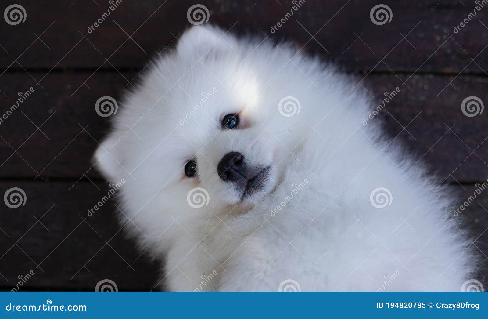 Japanese Spitz Puppy at Home Stock Image - Image of male, cute: 194820785