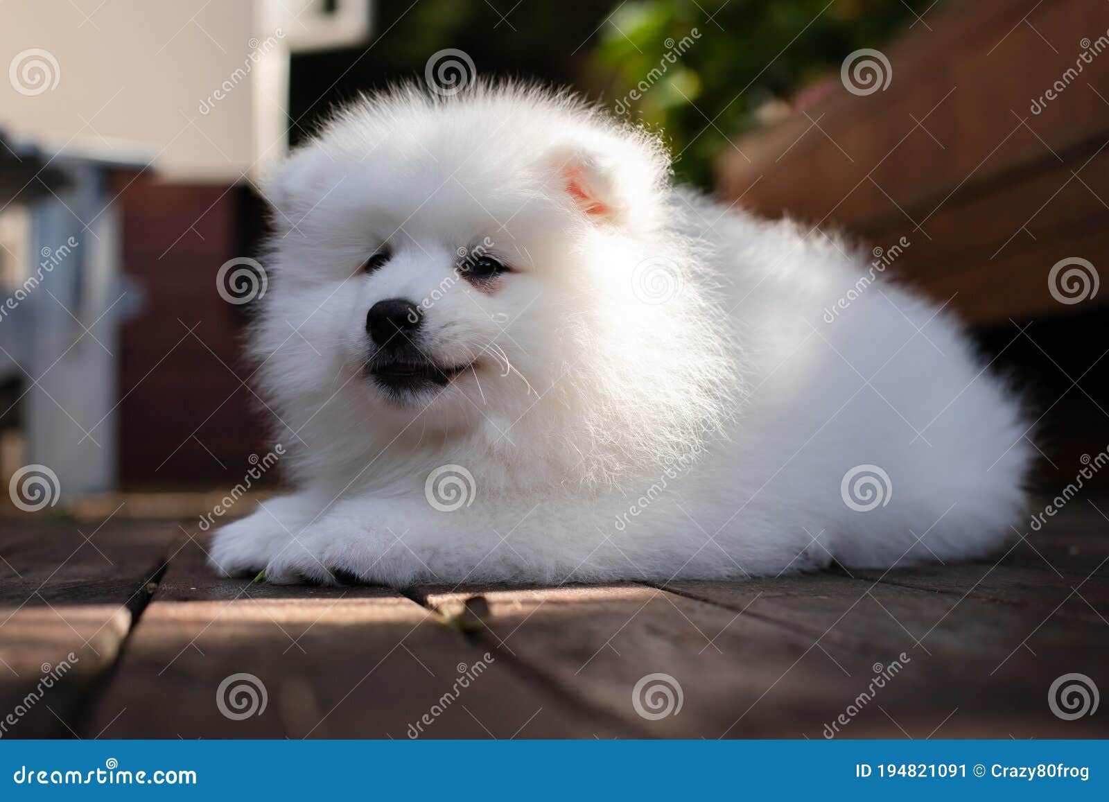 Japanese Spitz Puppy at Home Stock Image - Image of animals, animal ...