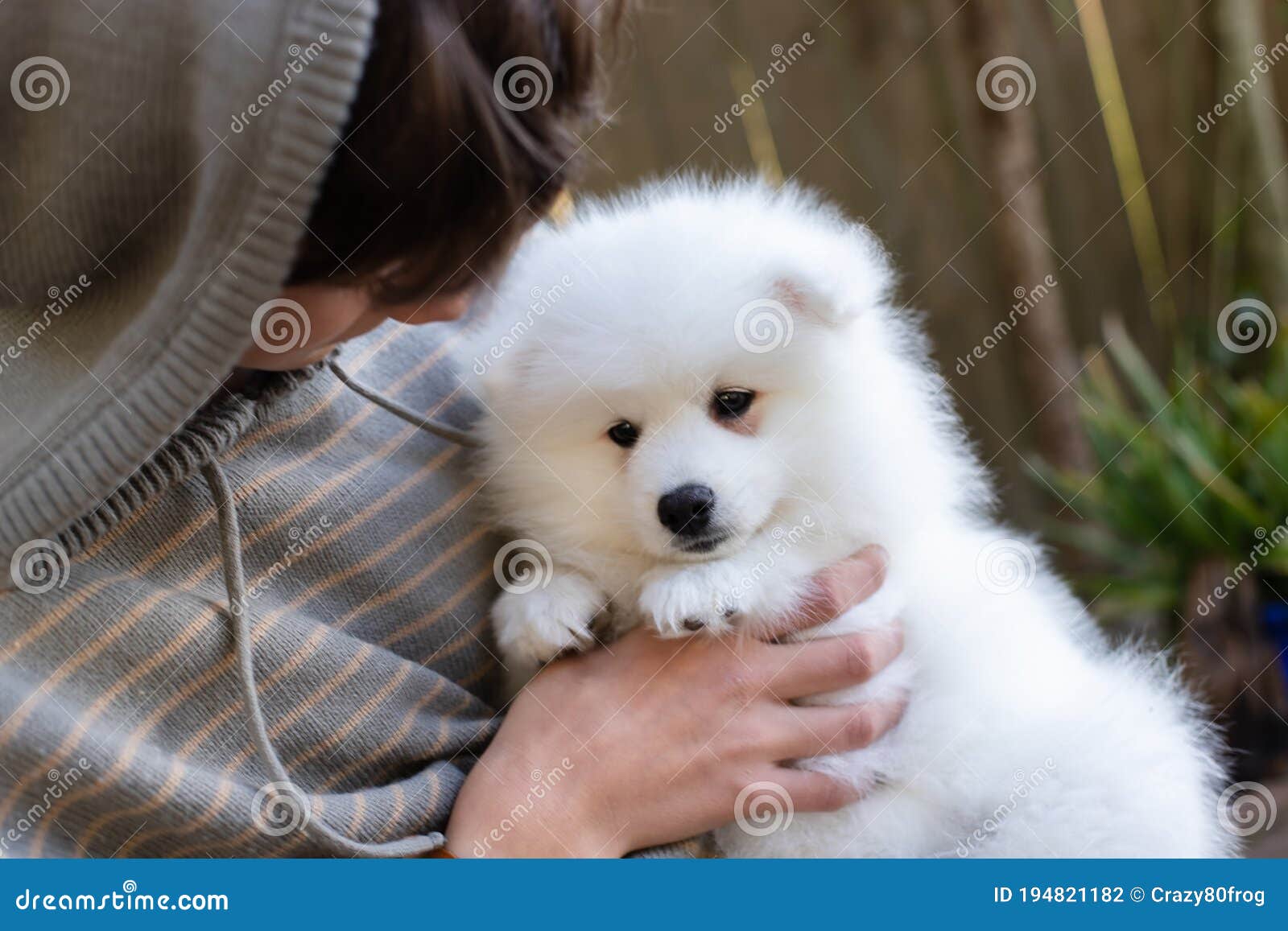 Japanese Spitz Puppy at Home Stock Photo - Image of german, doggy ...