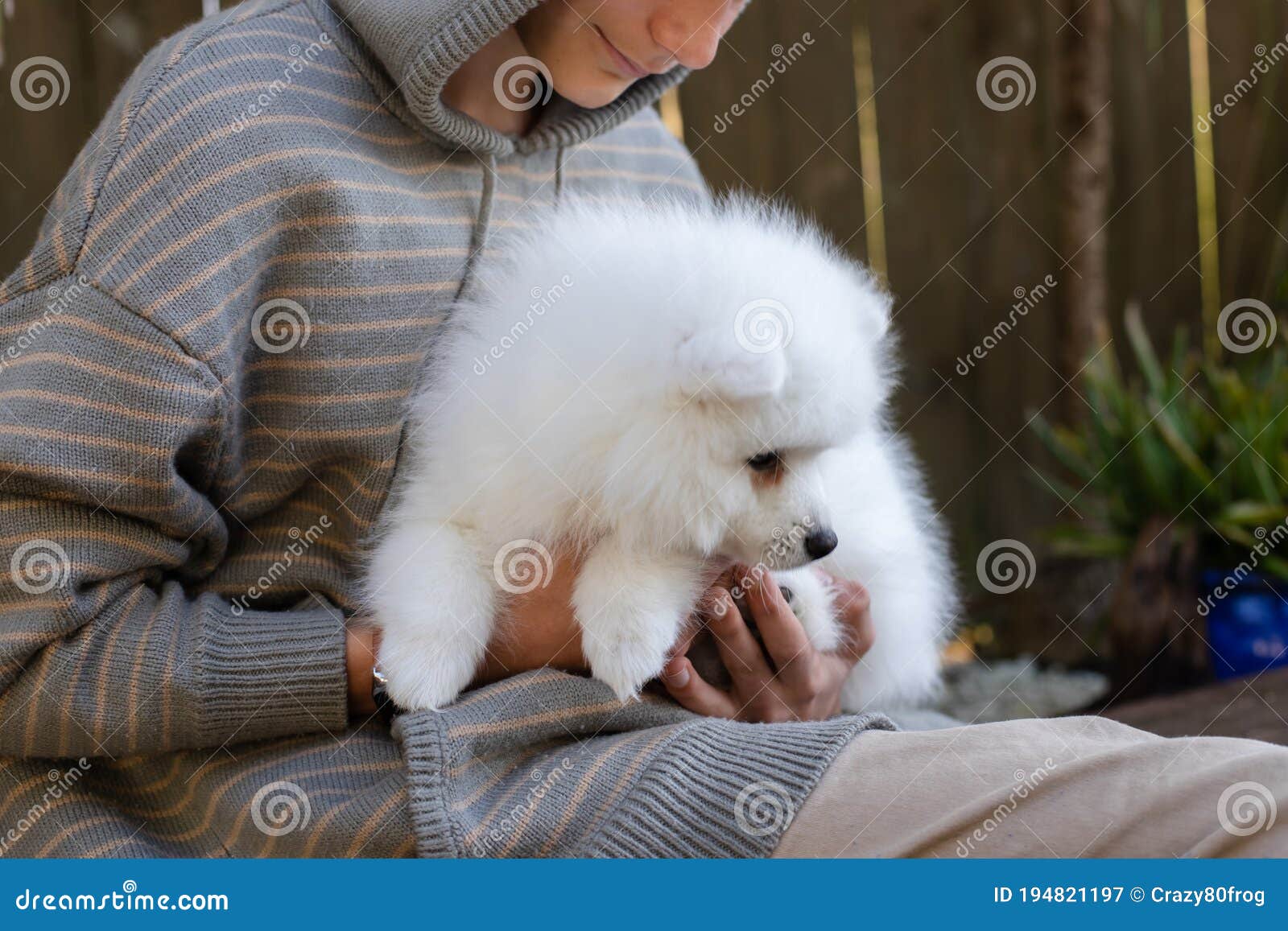Japanese Spitz Puppy at Home Stock Image - Image of friend, beautiful ...