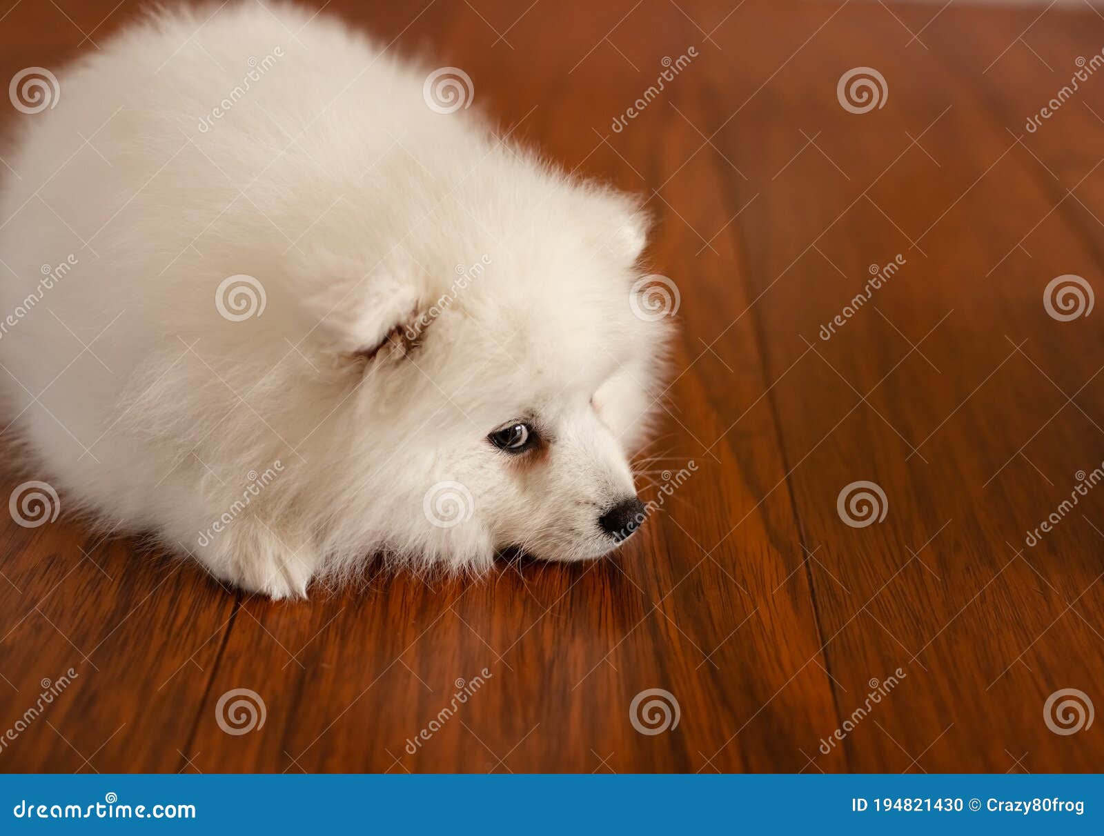 Japanese Spitz Puppy at Home Stock Photo - Image of pomeranian, fluffy ...