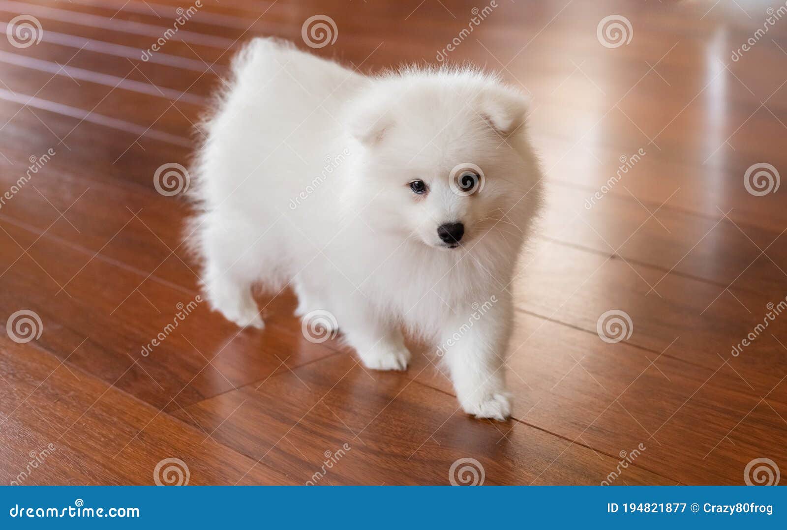 Japanese Spitz Puppy at Home Stock Image - Image of friend, domestic ...
