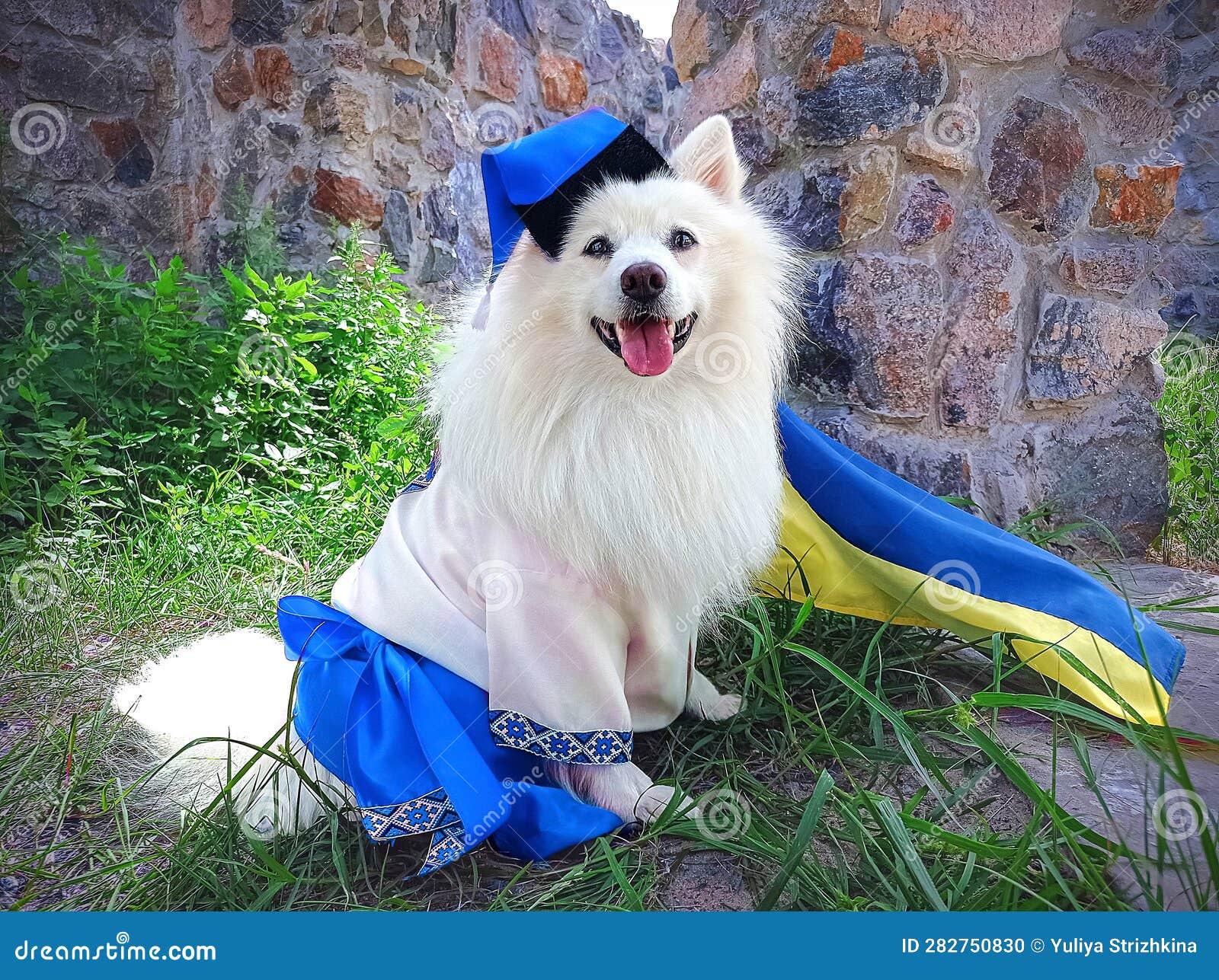 White Japanese Spitz Dog a Cossack. Dog in Ukrainian National Suit ...