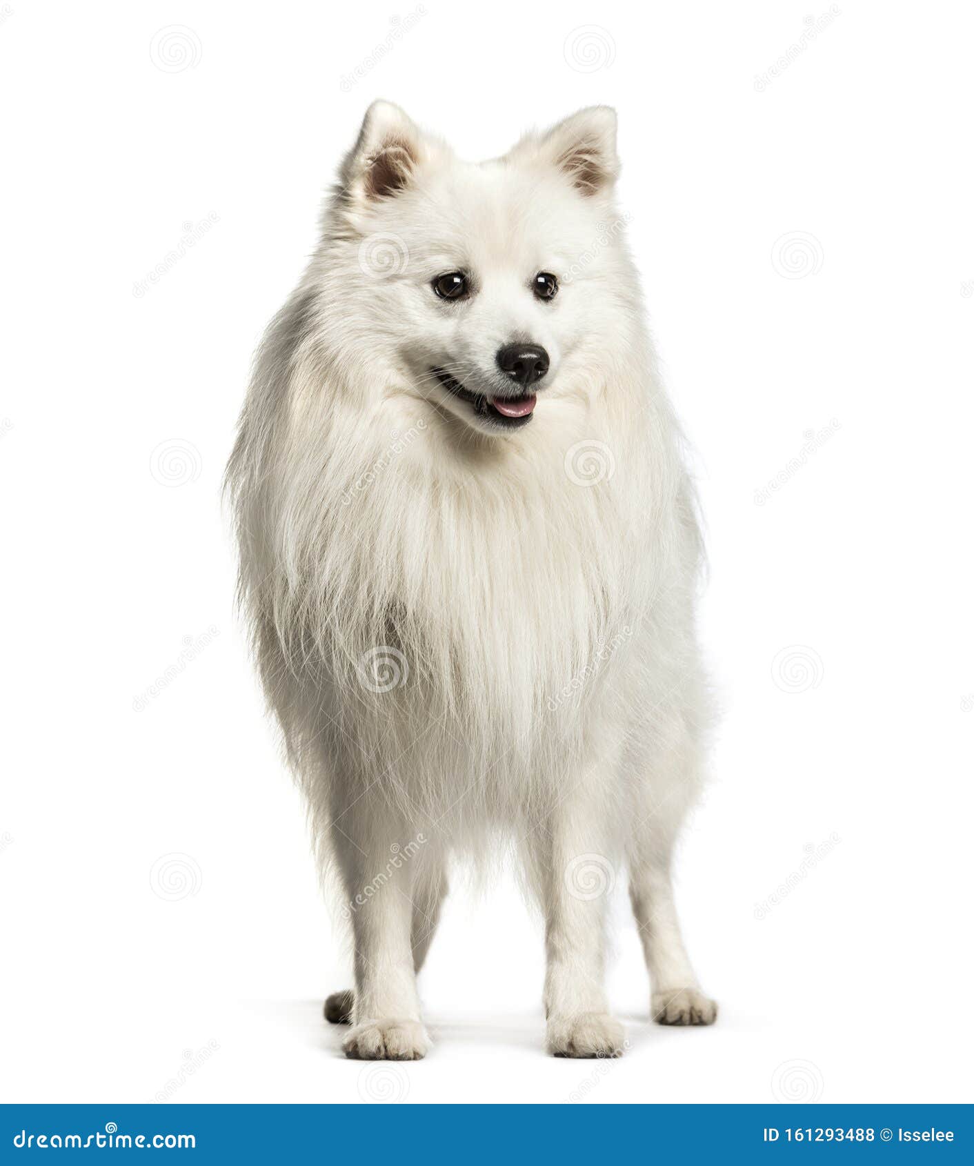 Japanese Spitz Puppy Plays With A Rubber Colored Toy. Human Hand In The ...