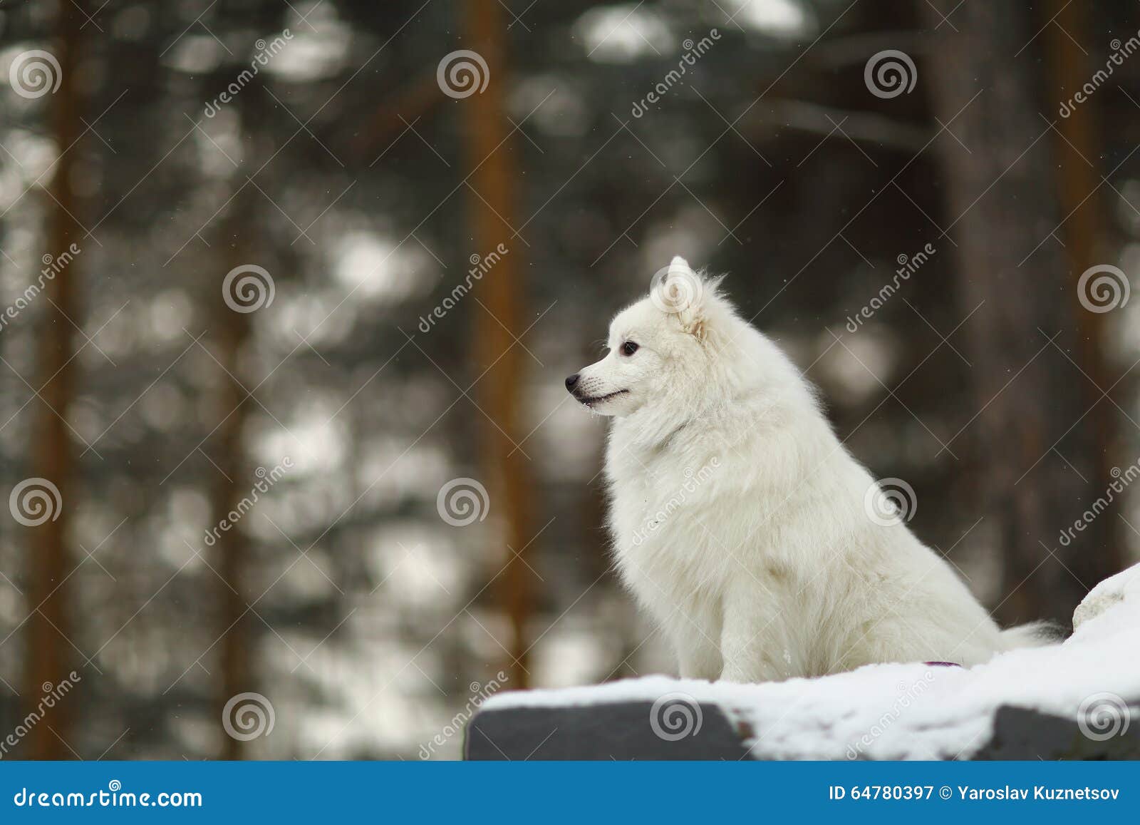 Japanese Spitz Puppy Plays With A Rubber Colored Toy. Human Hand In The ...