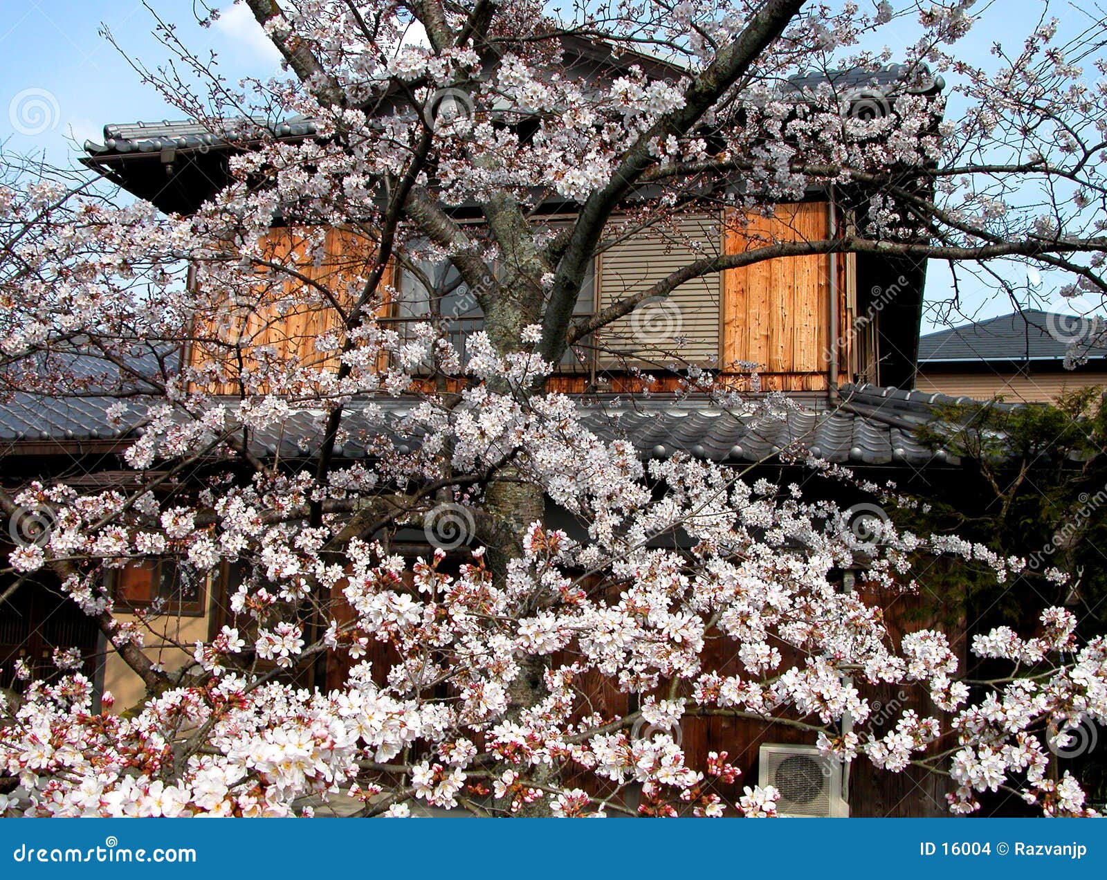 Japanese spring stock photo. Image of blossom, beauty, design - 16004
