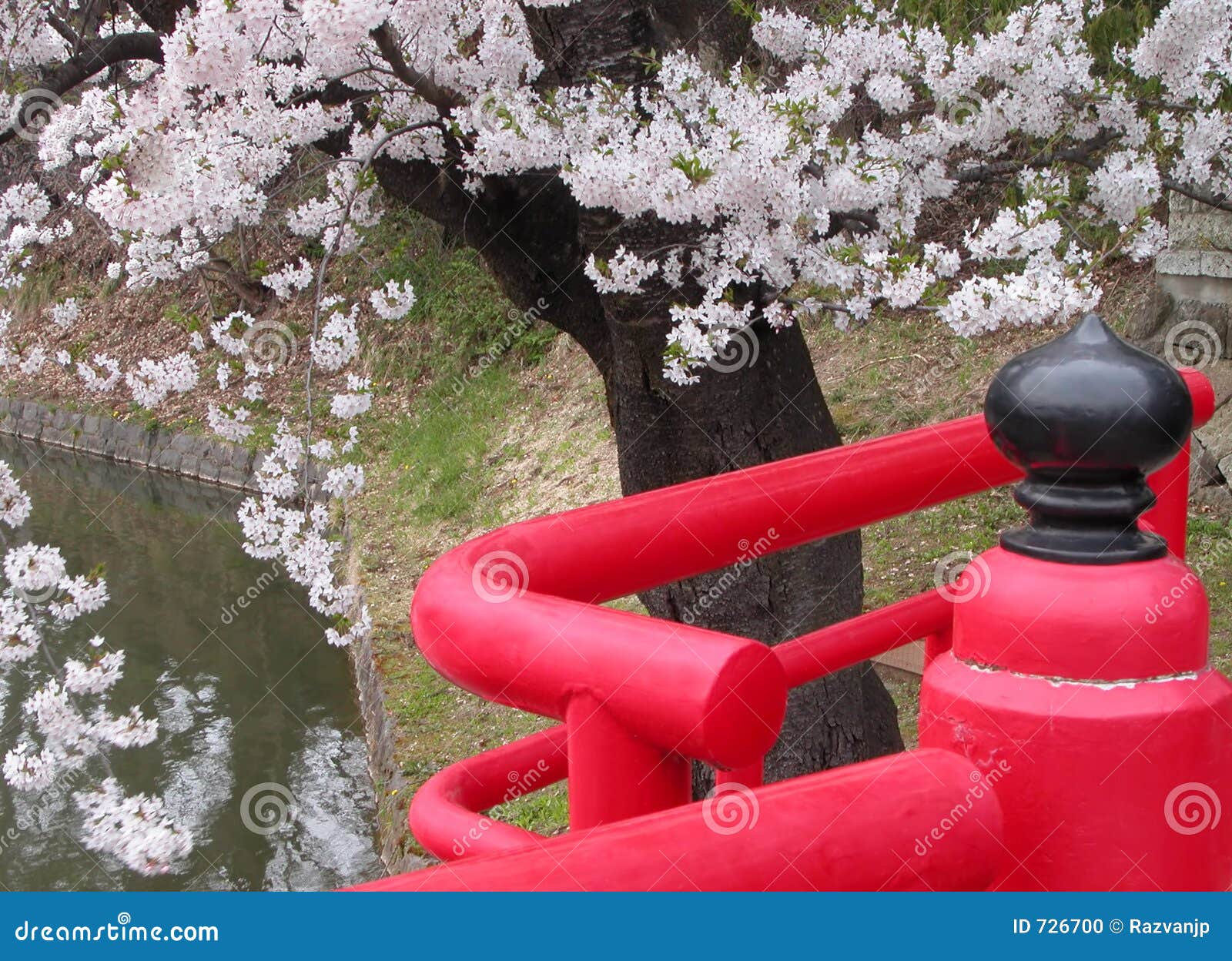Japanese spring bridge stock photo. Image of season, nature - 726700