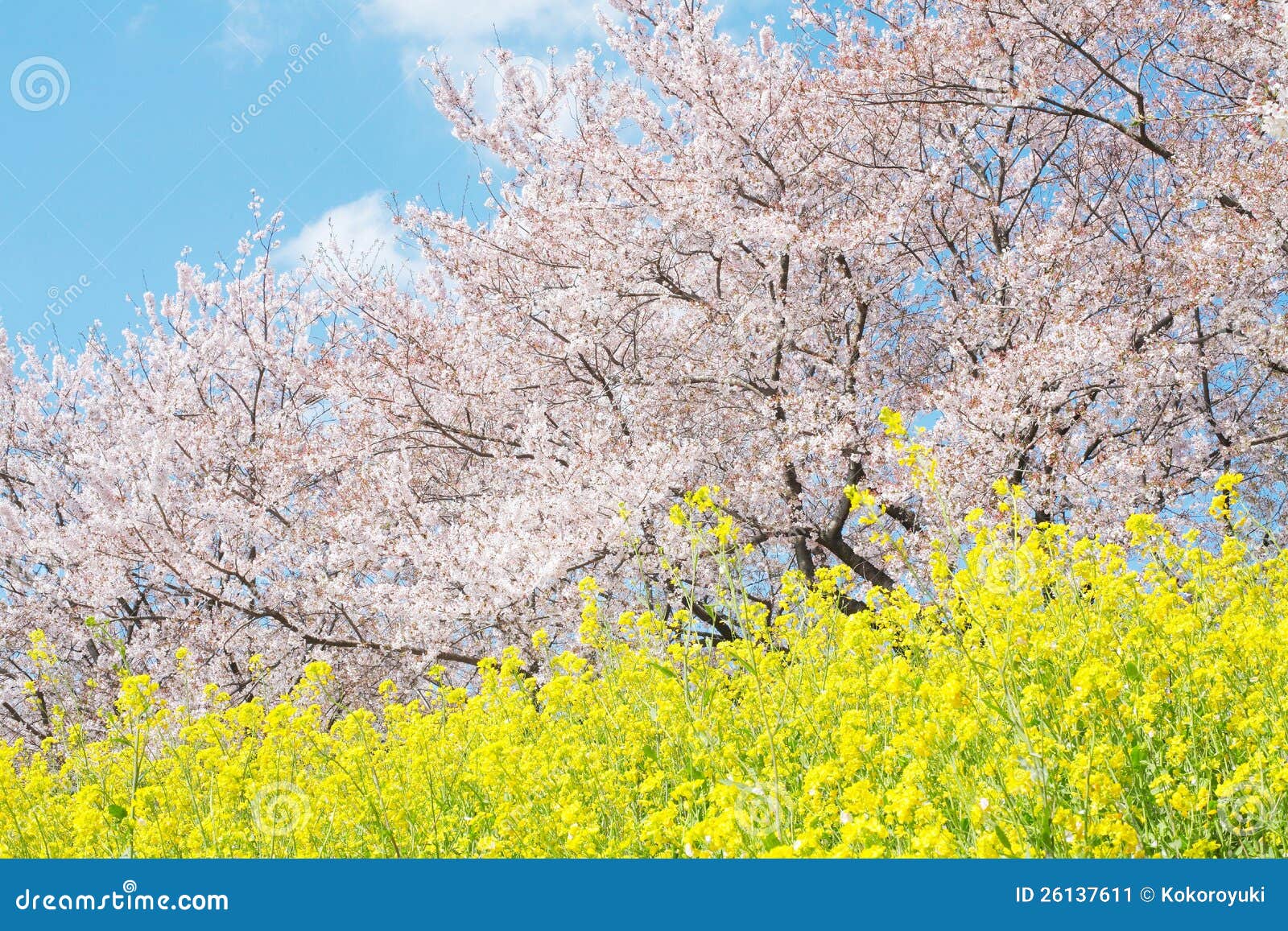 Japanese spring scenics stock image. Image of rapa, beautiful - 26137611