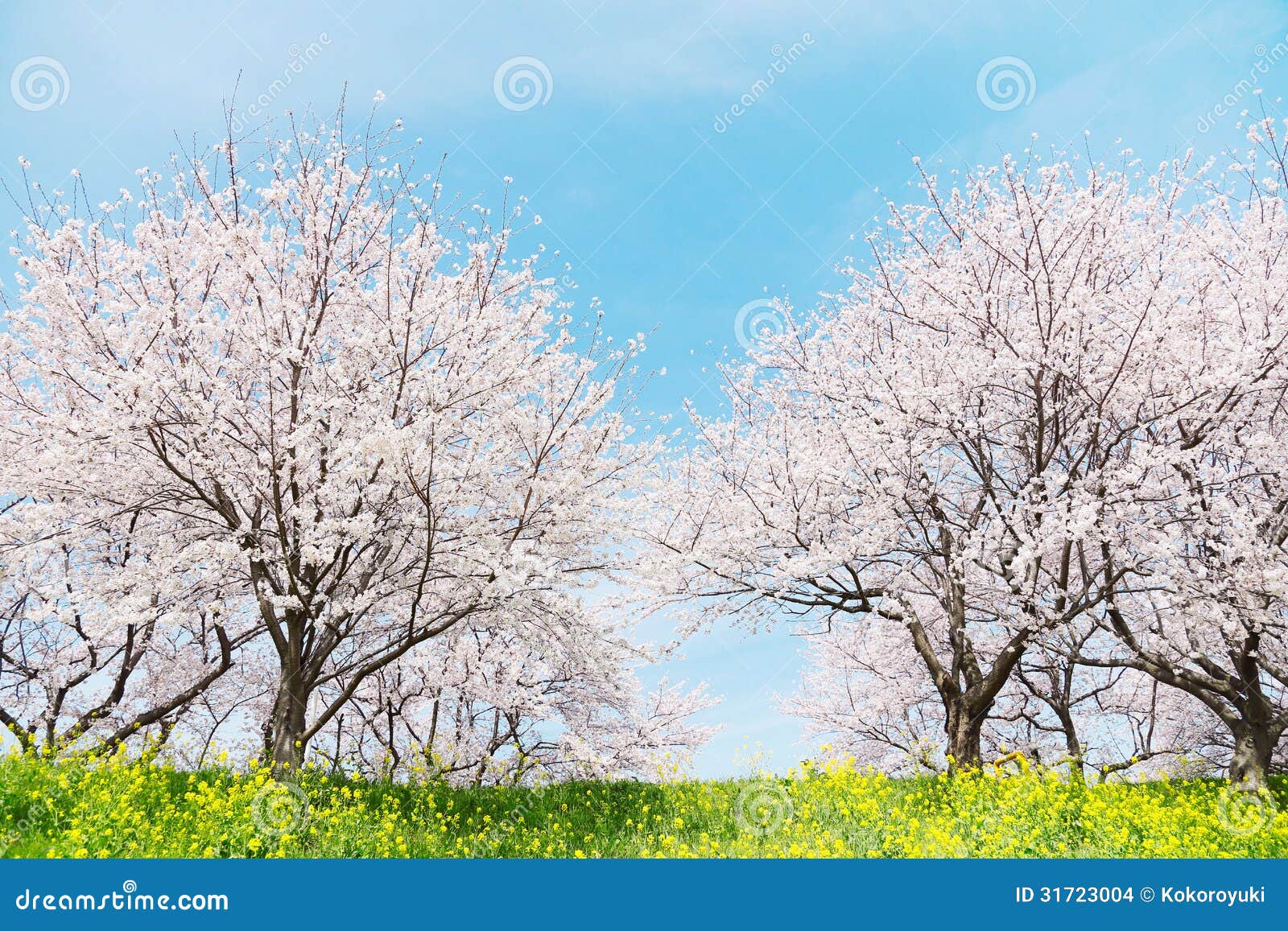 Japanese spring scenics stock photo. Image of clear, beauty - 31723004