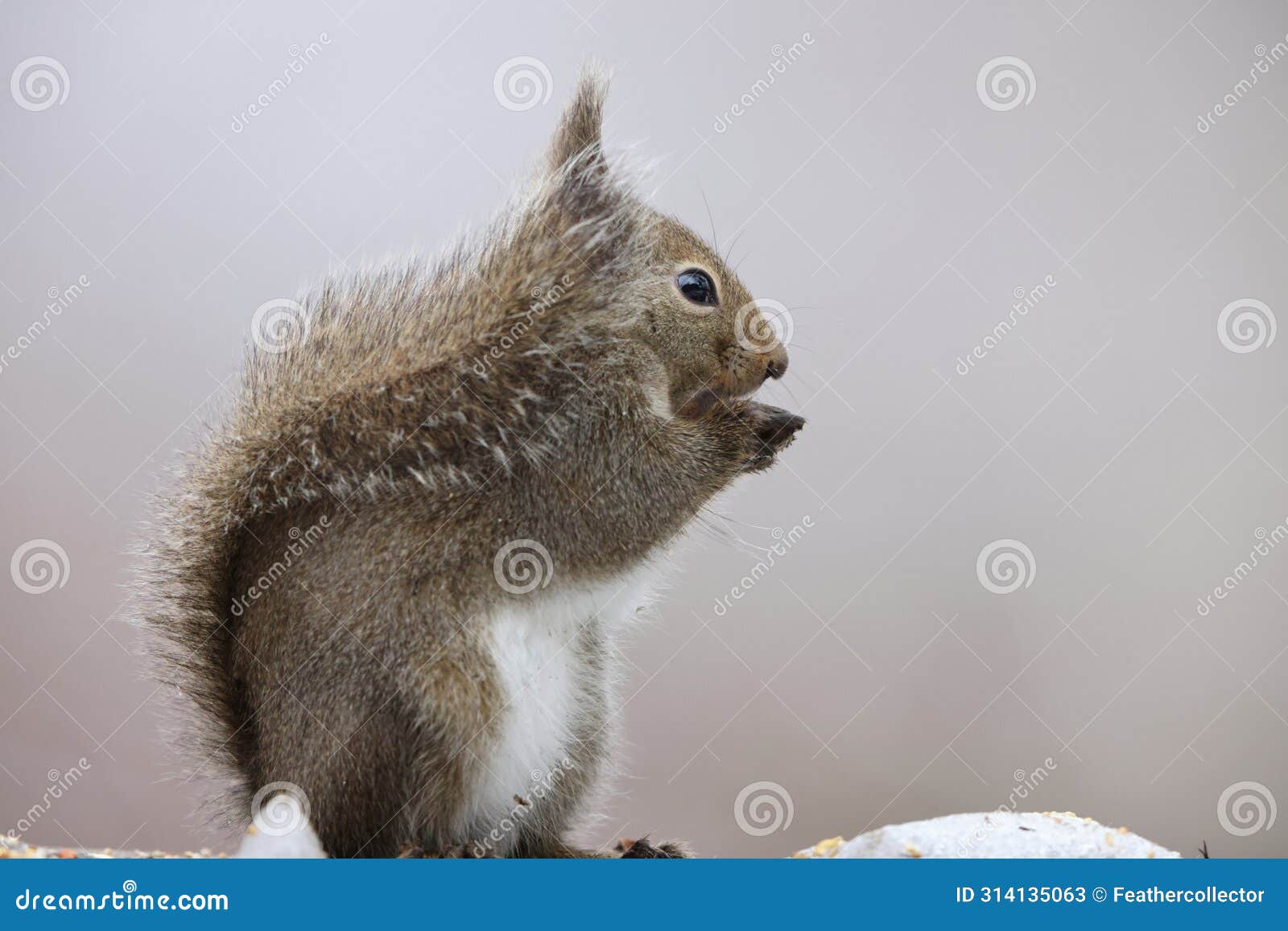 Japanese Squirrel (Sciurus Lis) in Japan Stock Image - Image of mammal ...