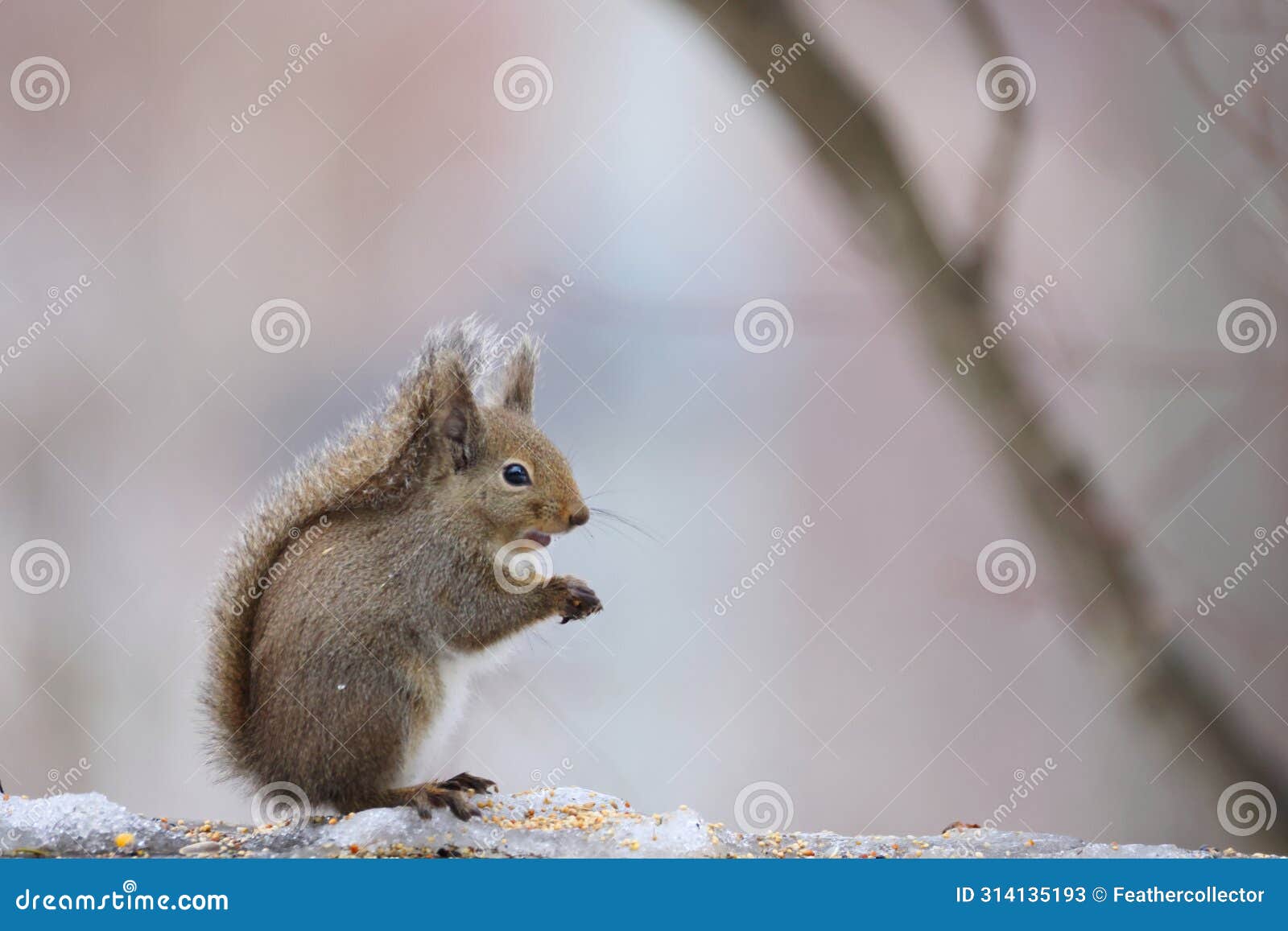 Japanese Squirrel (Sciurus Lis) in Japan Stock Image - Image of japan ...