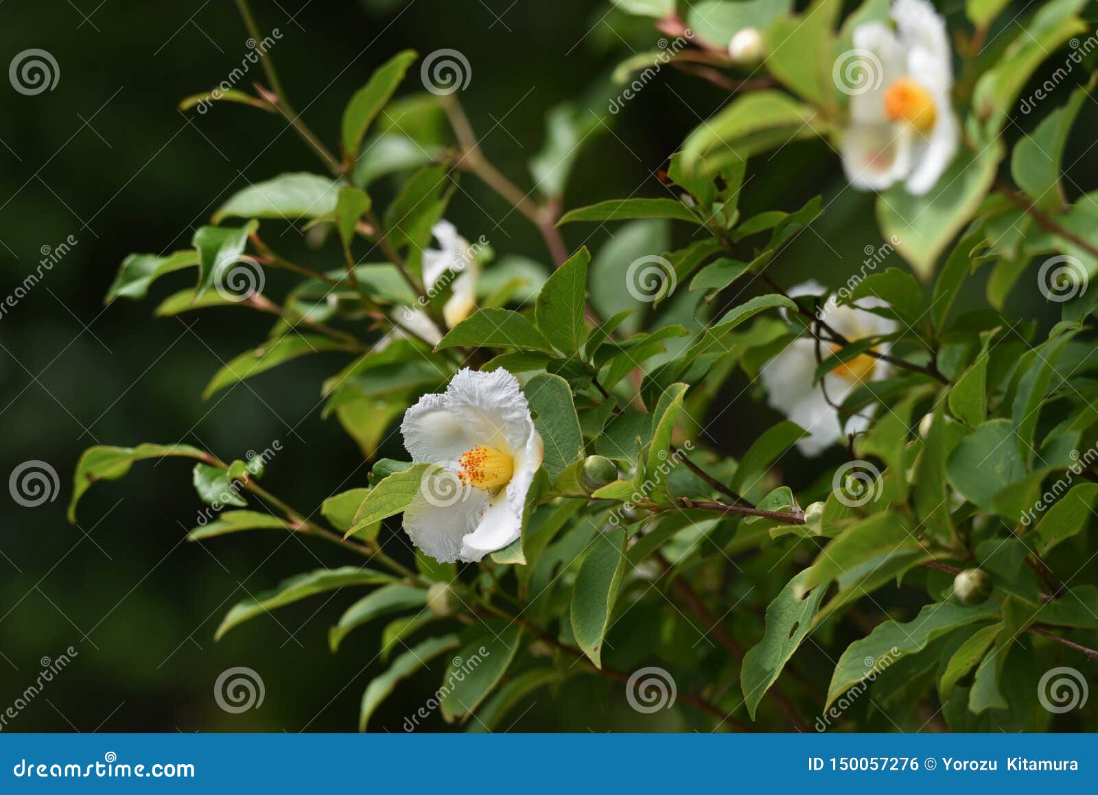 Japanese Stewartia Blossoms Stock Photo - Image of beauty, branch ...