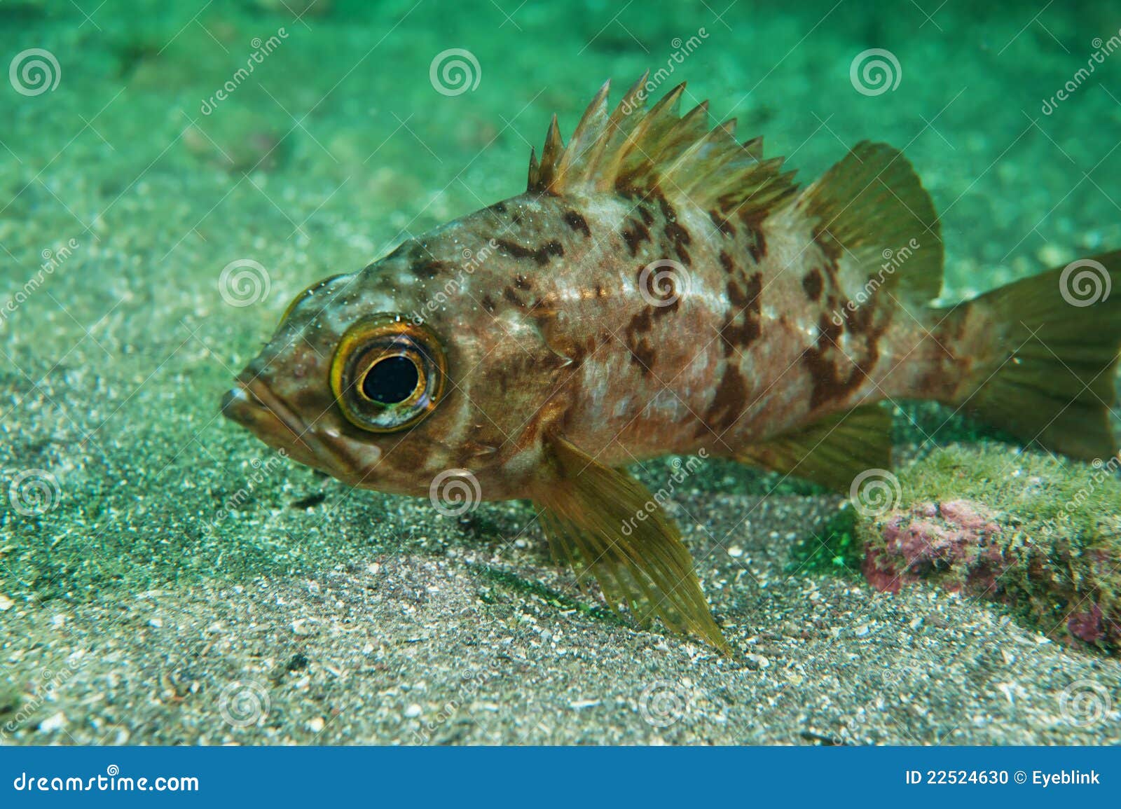 Japanese stingfish stock photo. Image of face, biology - 22524630