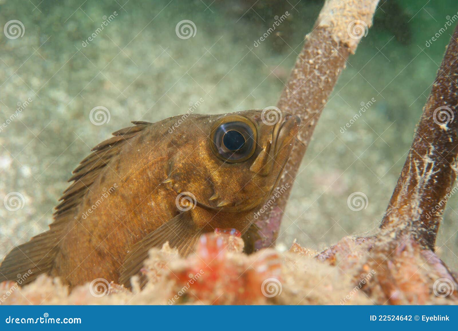 Japanese stingfish stock photo. Image of aquatic, creature - 22524642