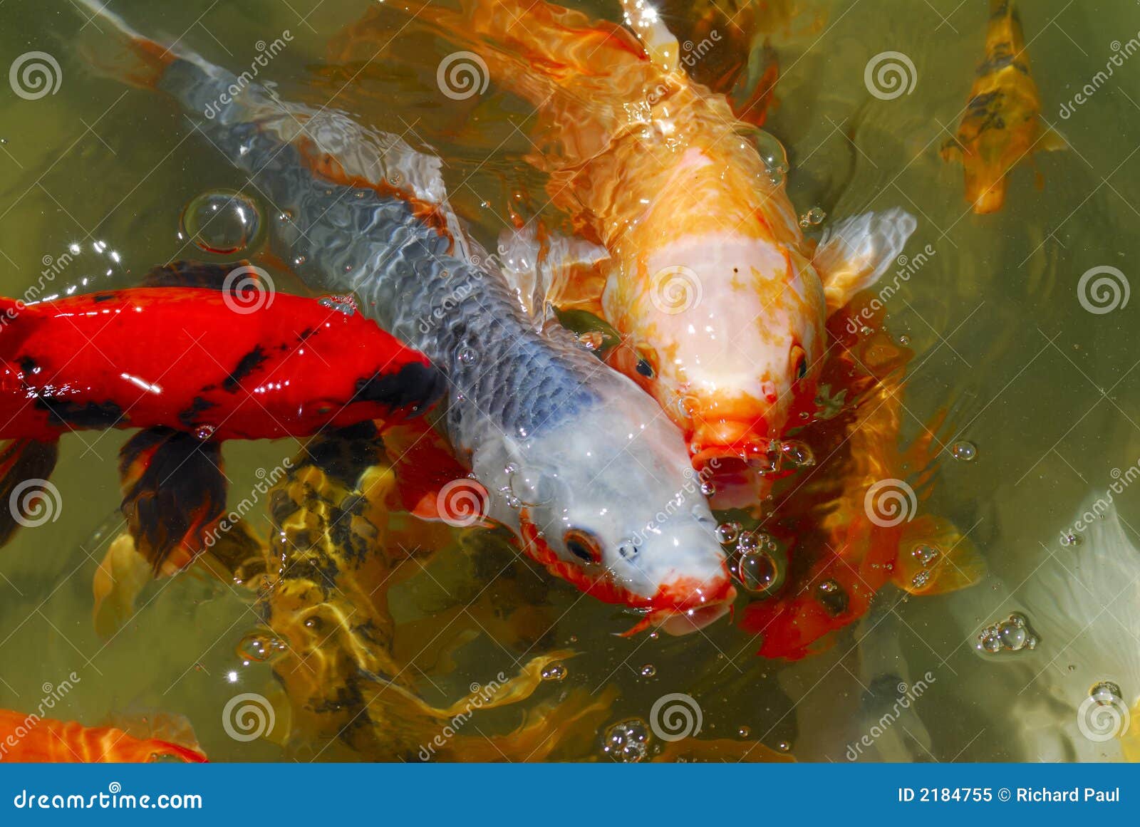Japanese Tea Garden Koi Fish Stock Image - Image of pond, carpio: 2184755