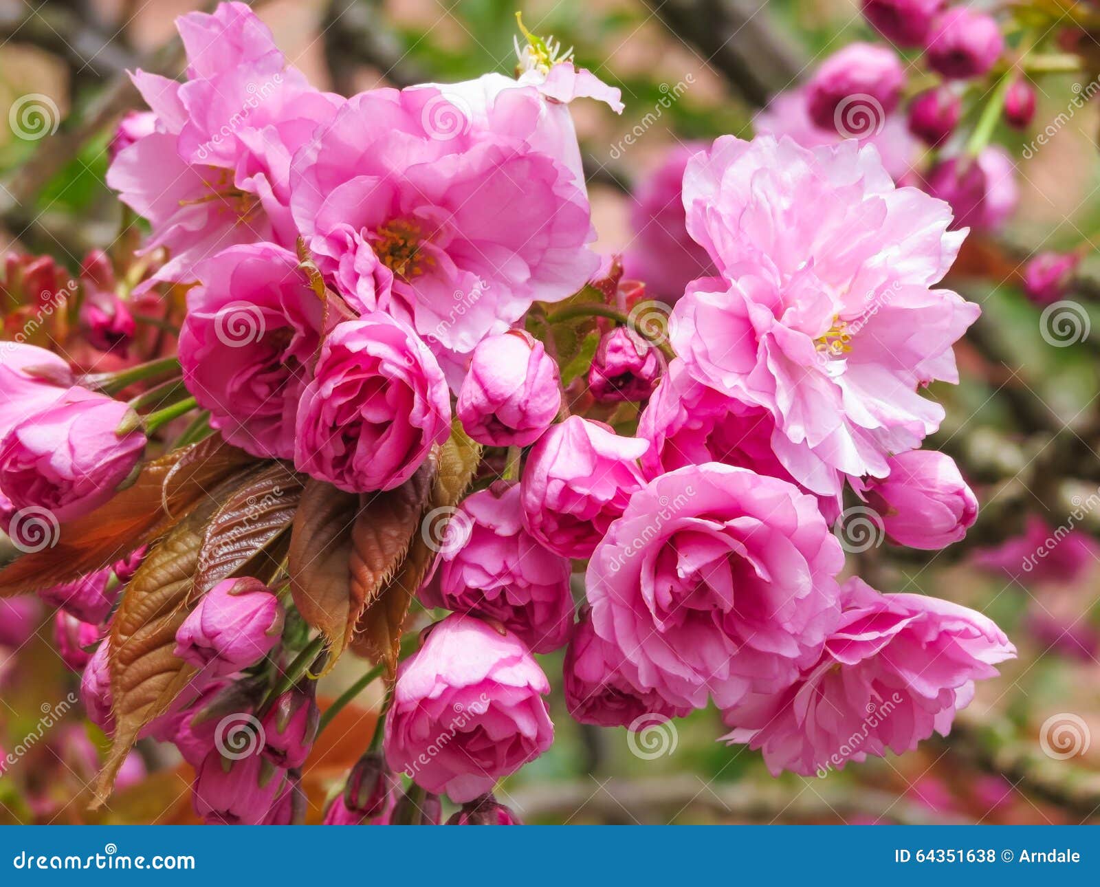 Japanese terry cherry stock photo. Image of selection - 64351638