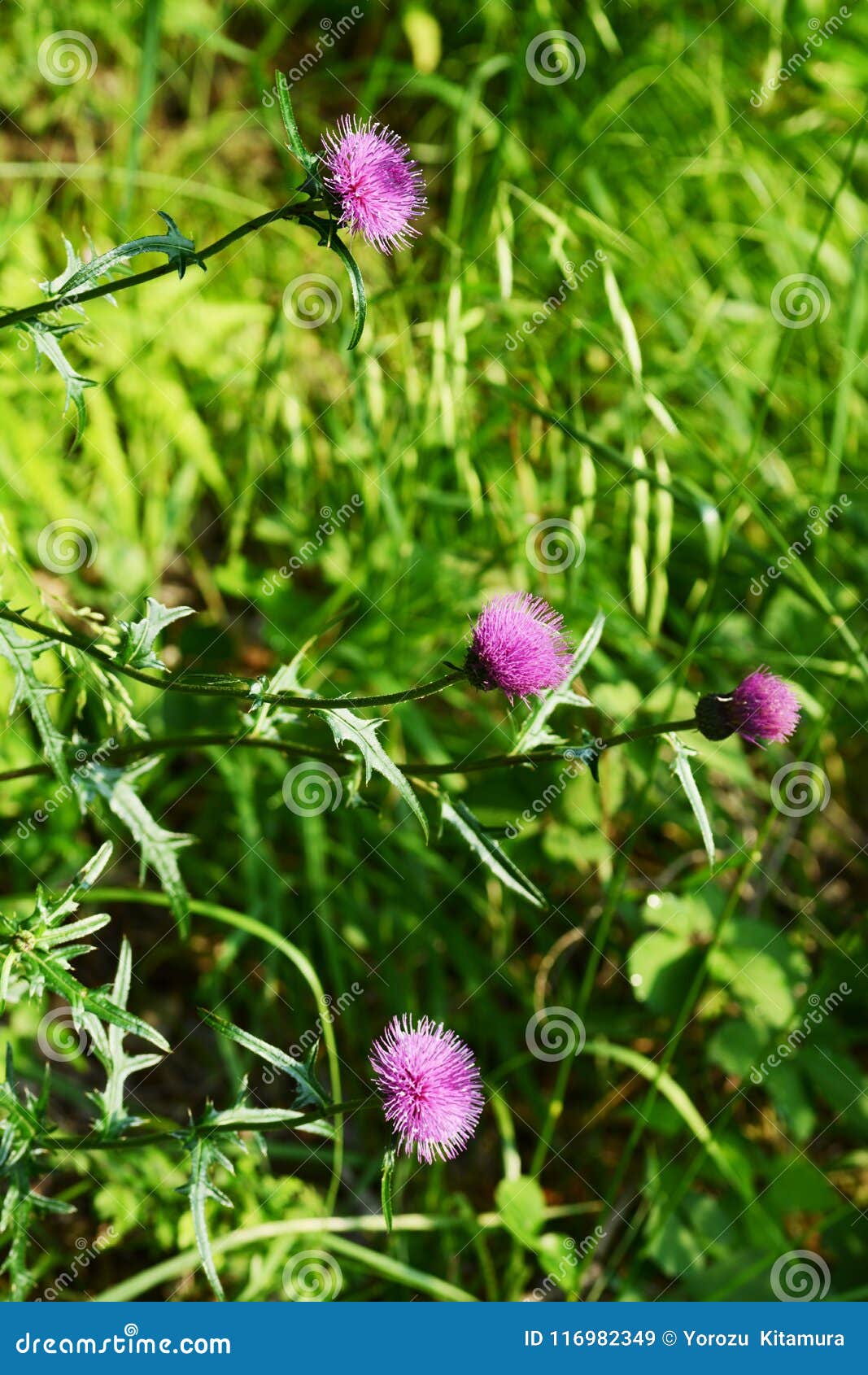 Japanese Thistle Cirsium Japonicum Stock Photography | CartoonDealer ...