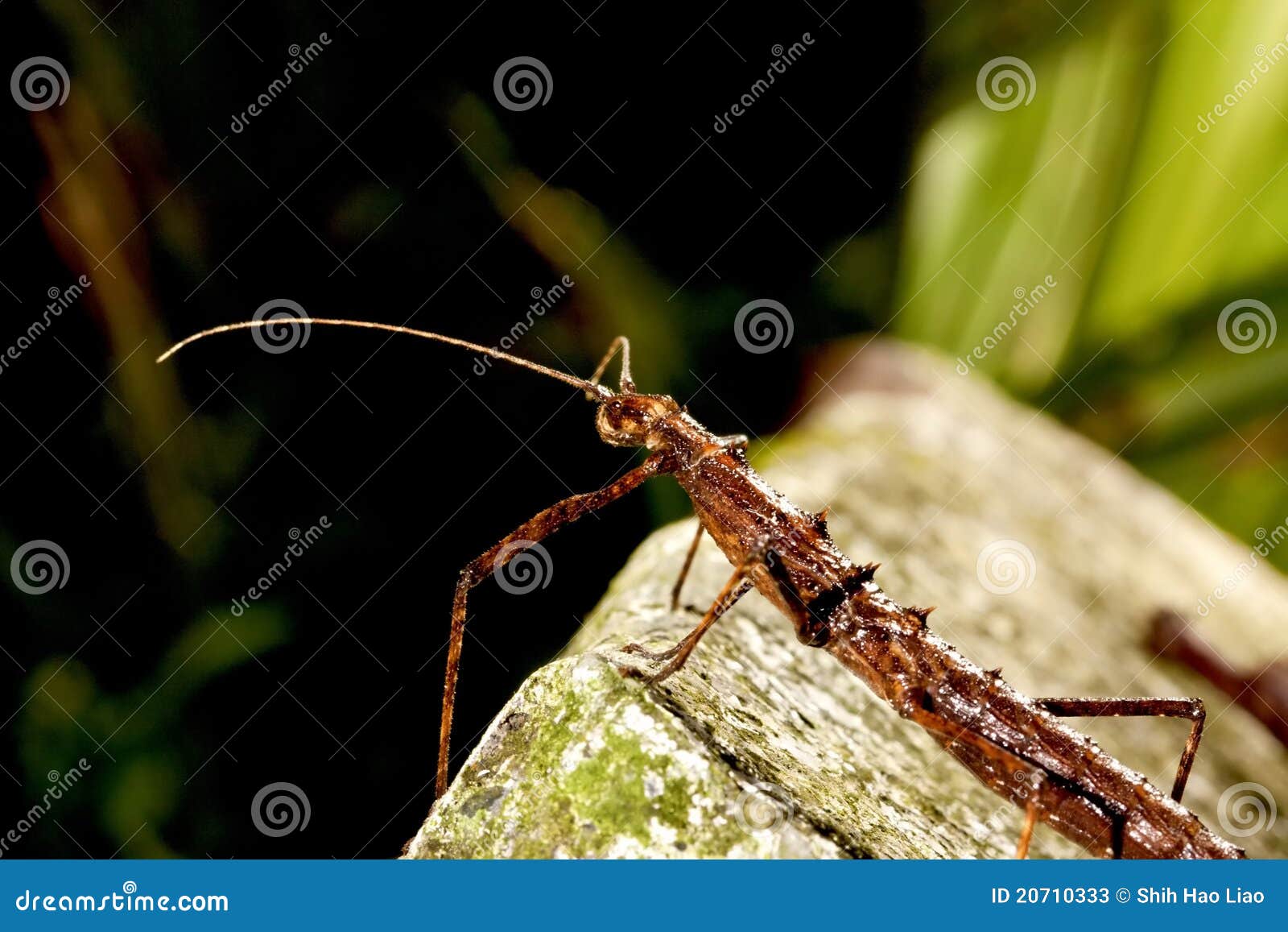 Japanese Thorn Stick Insect Stock Image - Image of hide, invertebrate ...