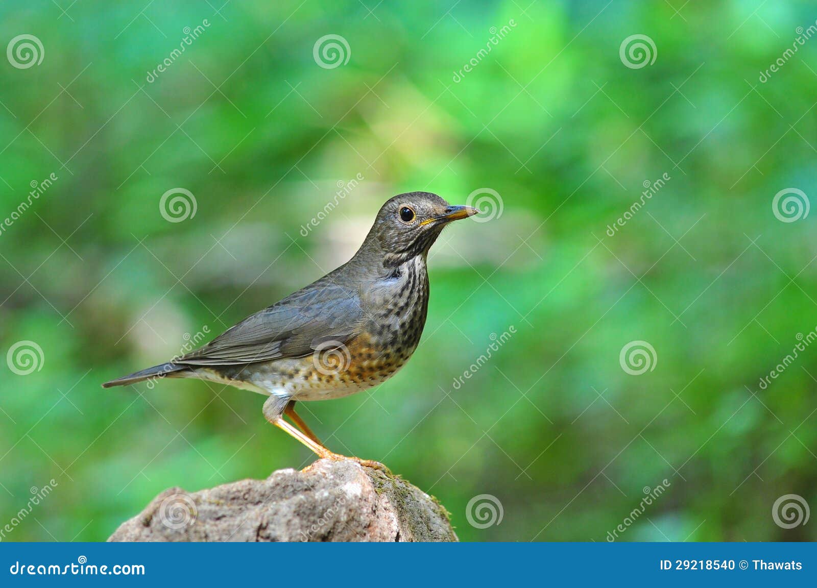 Japanese Thrush Bird stock photo. Image of spine, drongo - 29218540