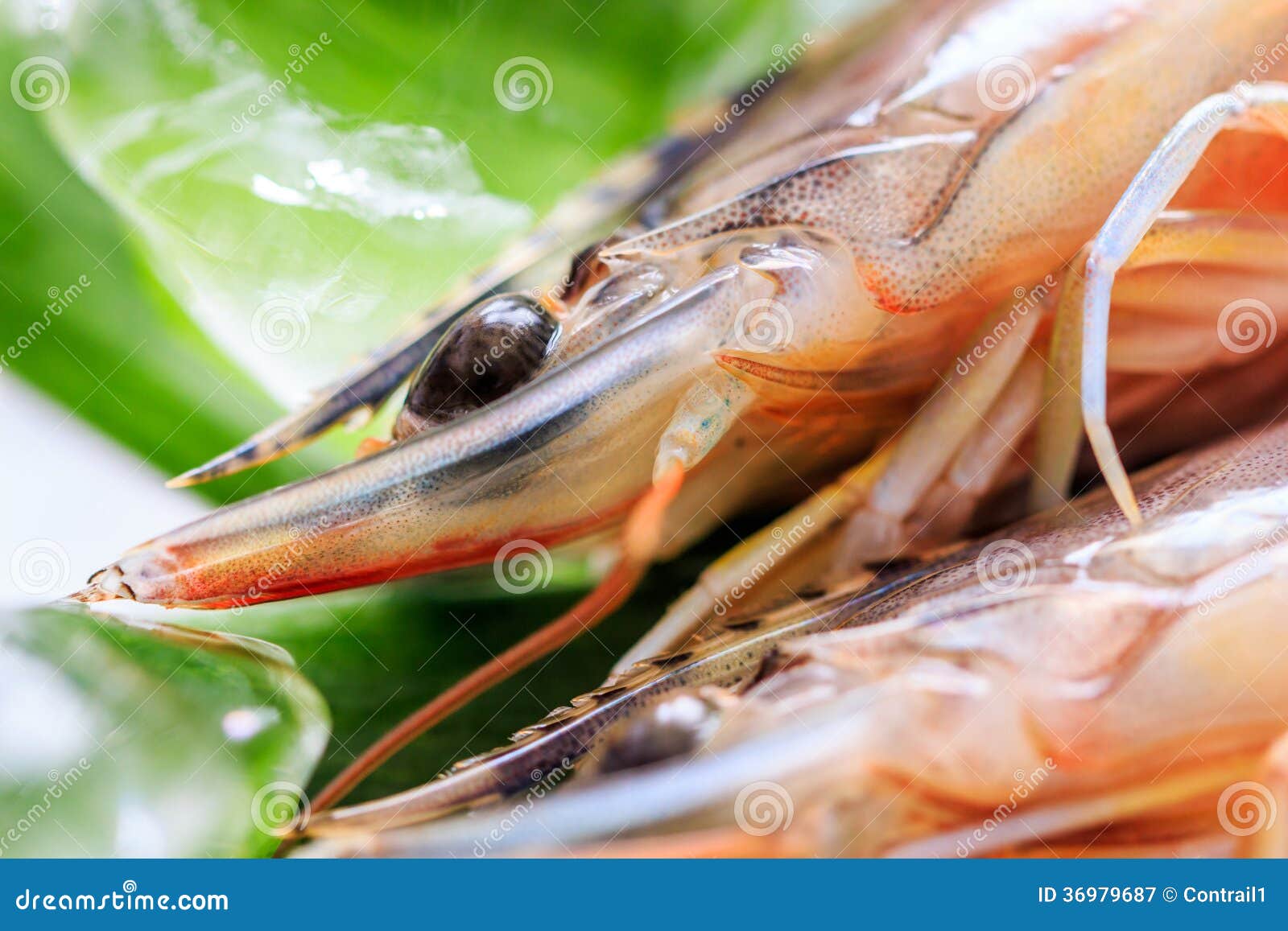 Japanese tiger prawn stock image. Image of green, prawn - 36979687