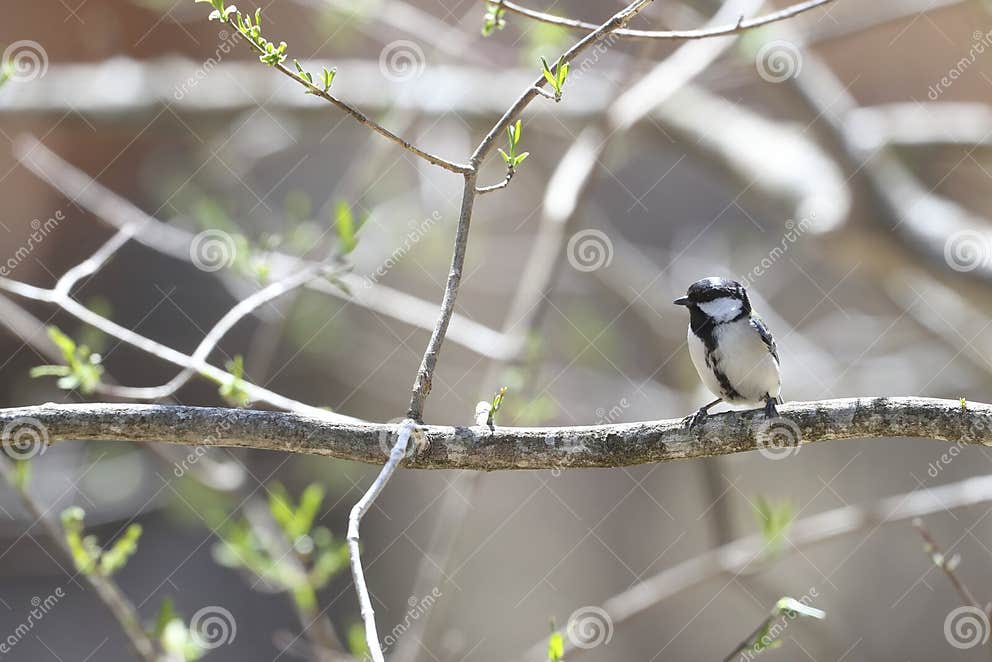 Japanese Tit on the Branch of Tree Stock Photo - Image of japanese ...